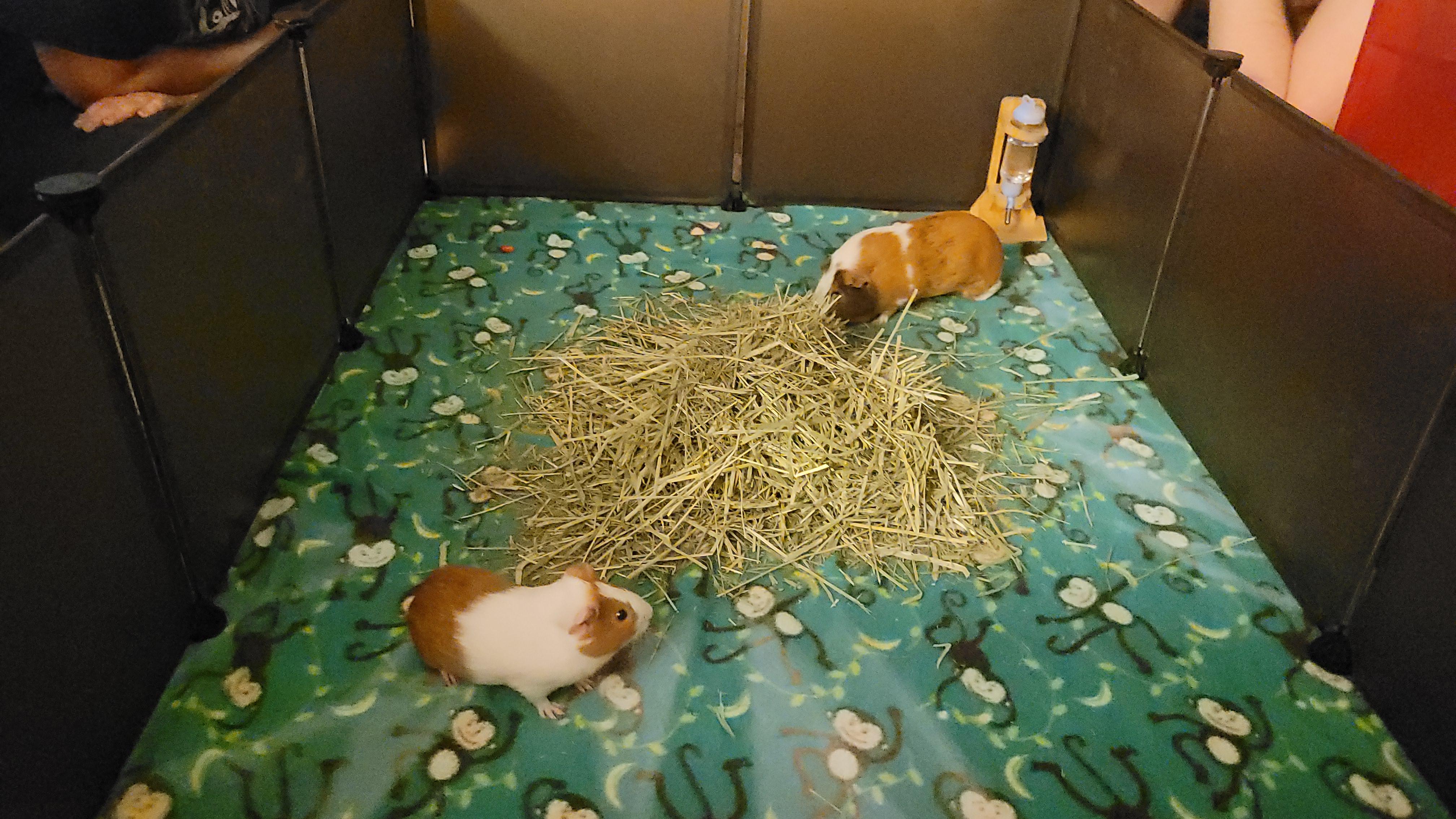 Piggie Update! We set up a completely neutral space for Whiskers (the bigger one) and Microwave ...