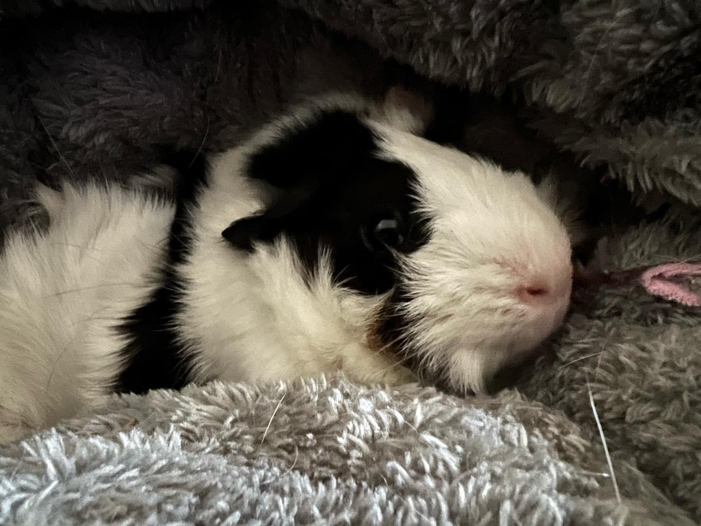 Bonding, Round 2 | Scrolller