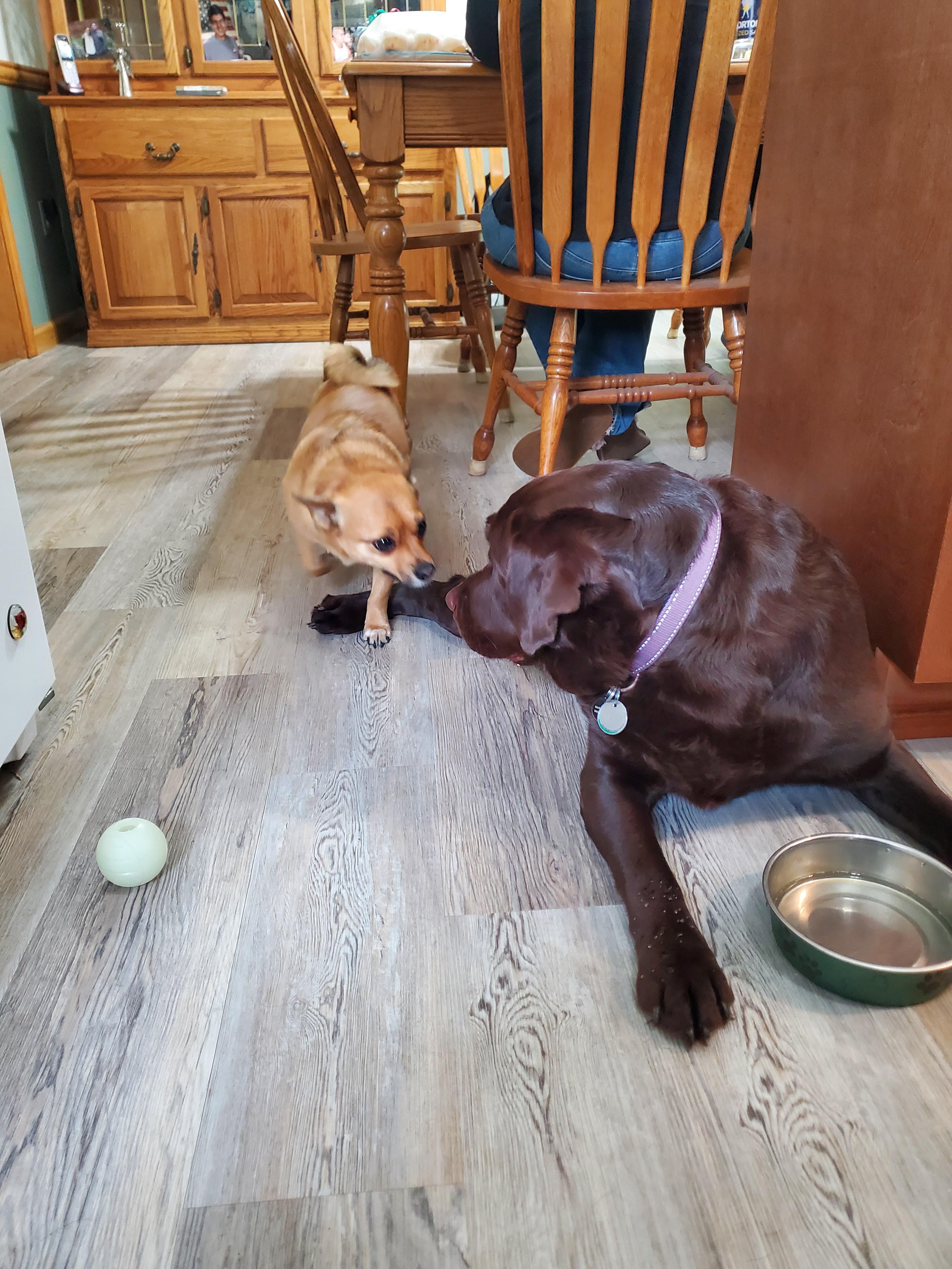 Freddy and his cousin Bella (Choc Lab) | Scrolller