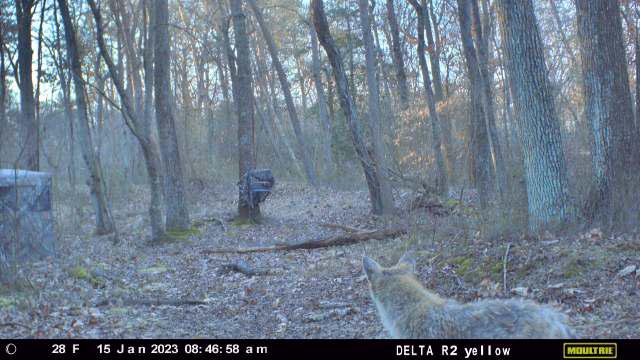 Coyote or old big fox? in NJ | Scrolller