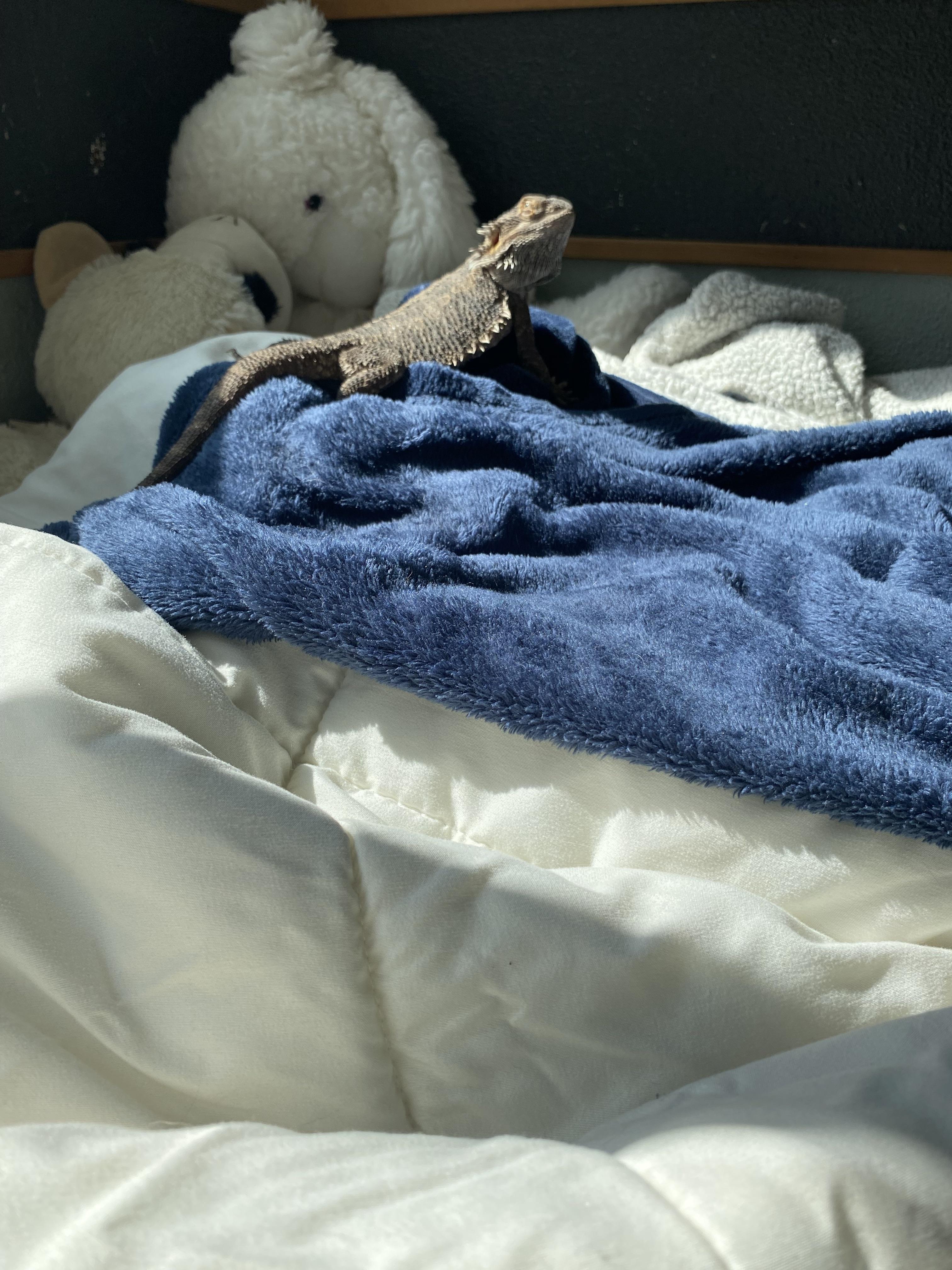 Beardie basking | Scrolller