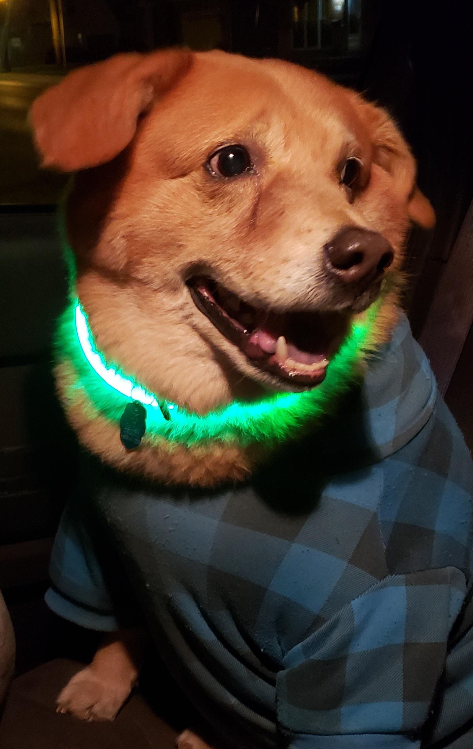 This is Chip | Scrolller