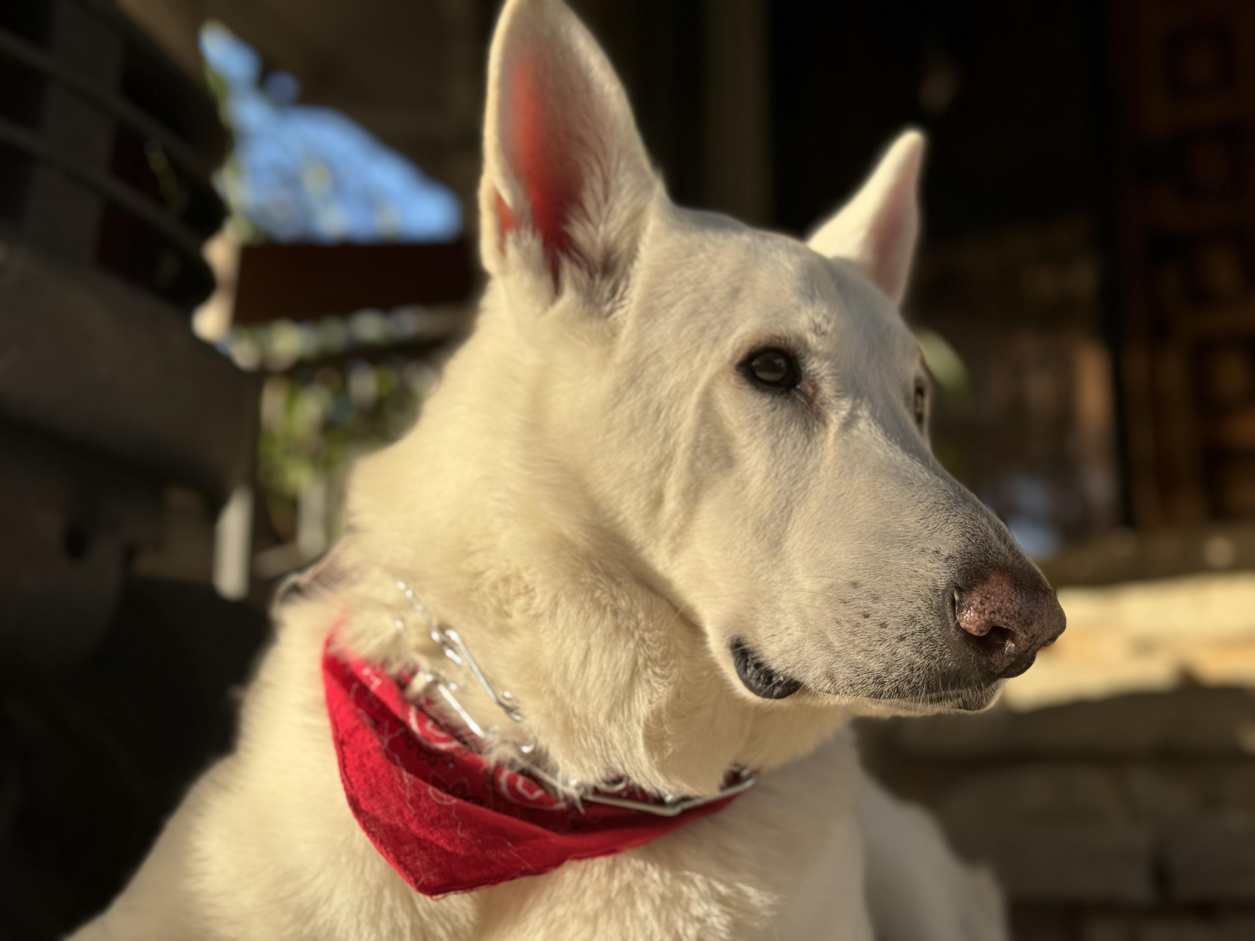 Authentic Banksy aka Sugar Bear | Scrolller