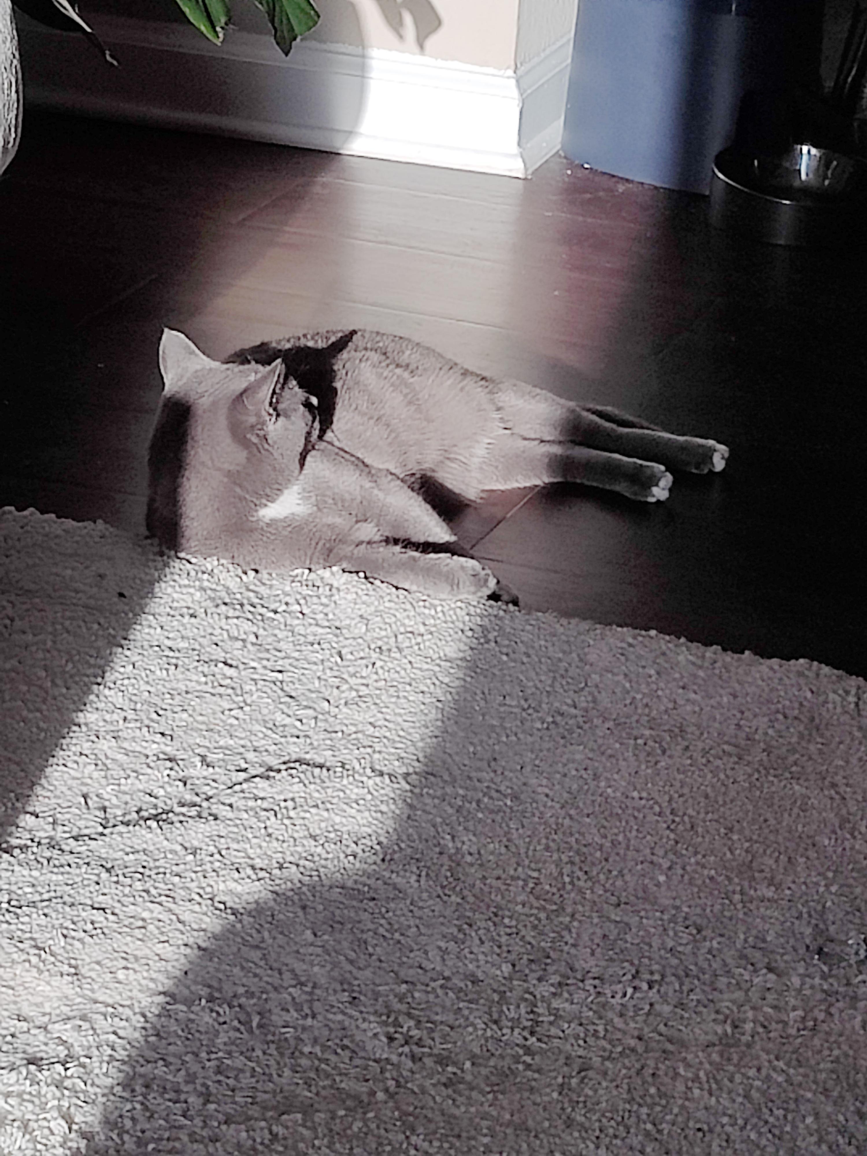 Hanging out with my sister's cats | Scrolller