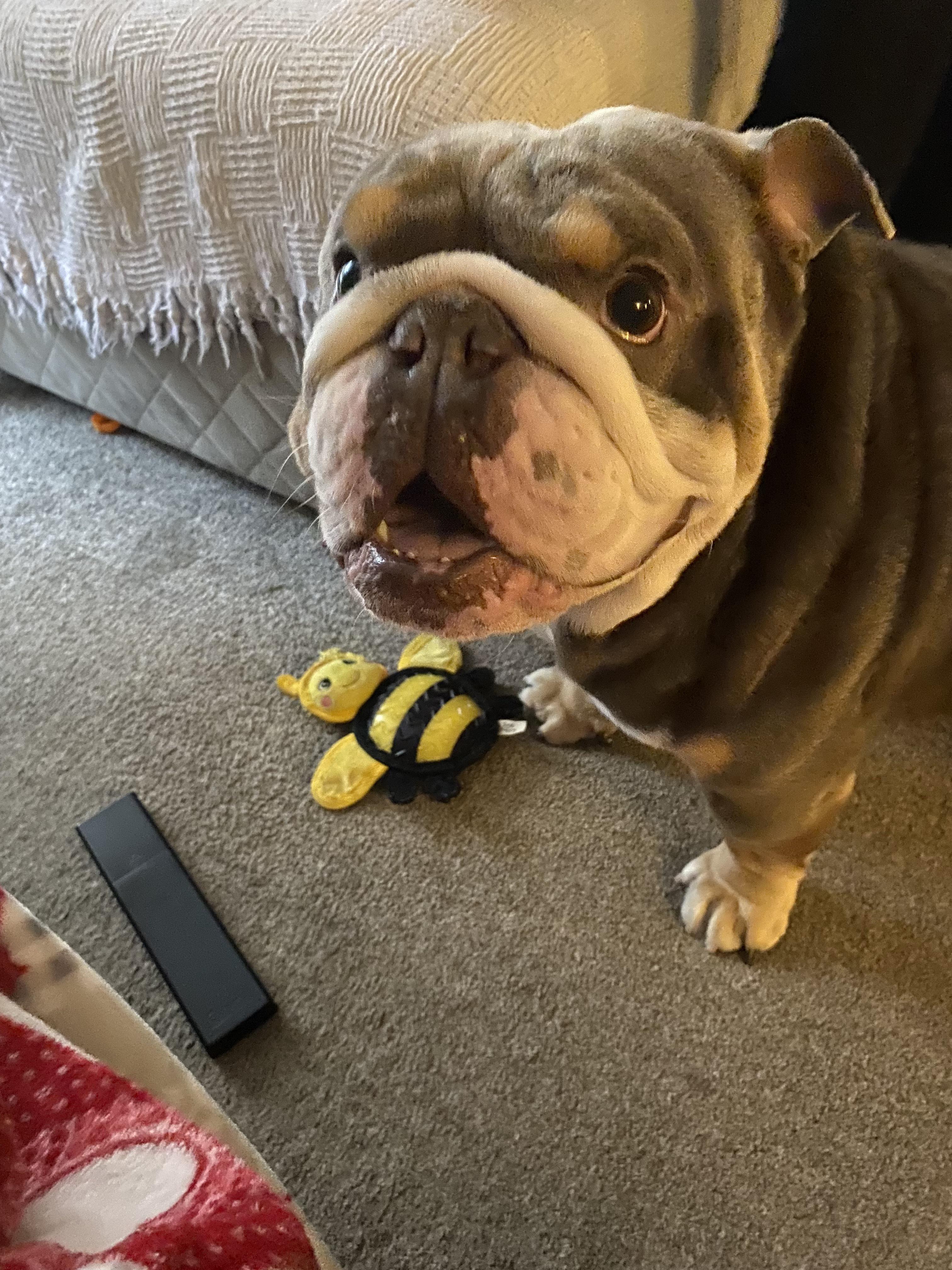 [OC] My Dog Stepped on a Bee | Scrolller