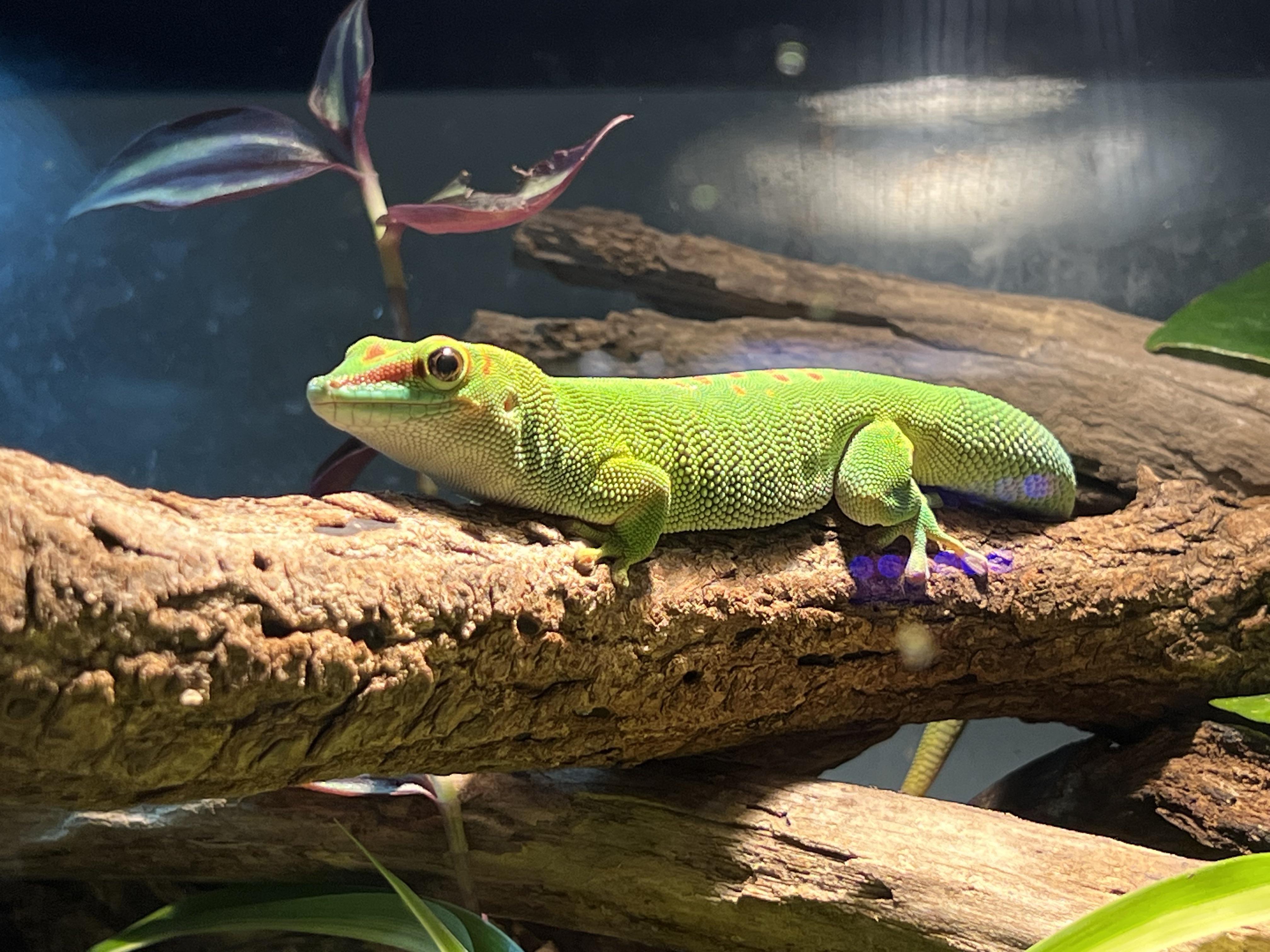 Day Gecko | Scrolller