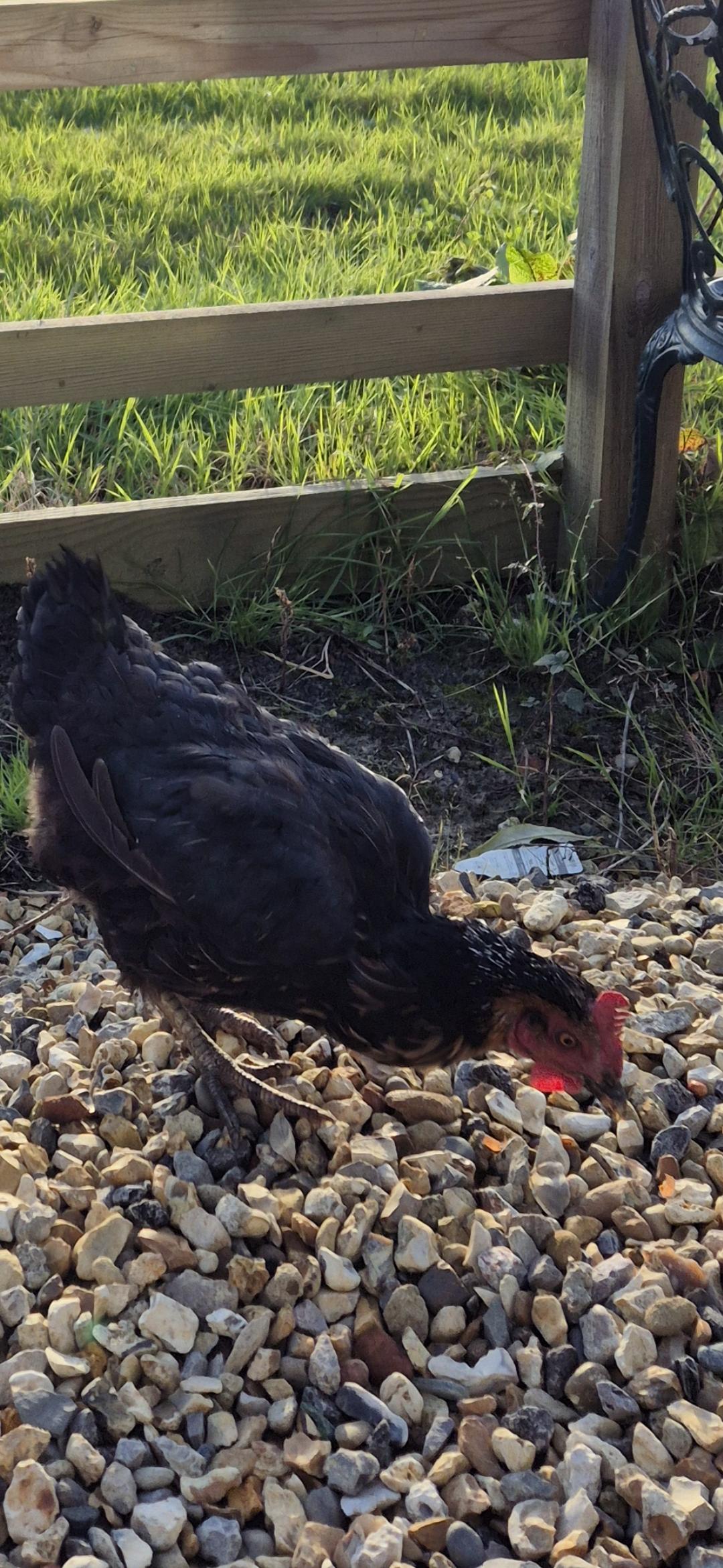 Lost chicken | Scrolller