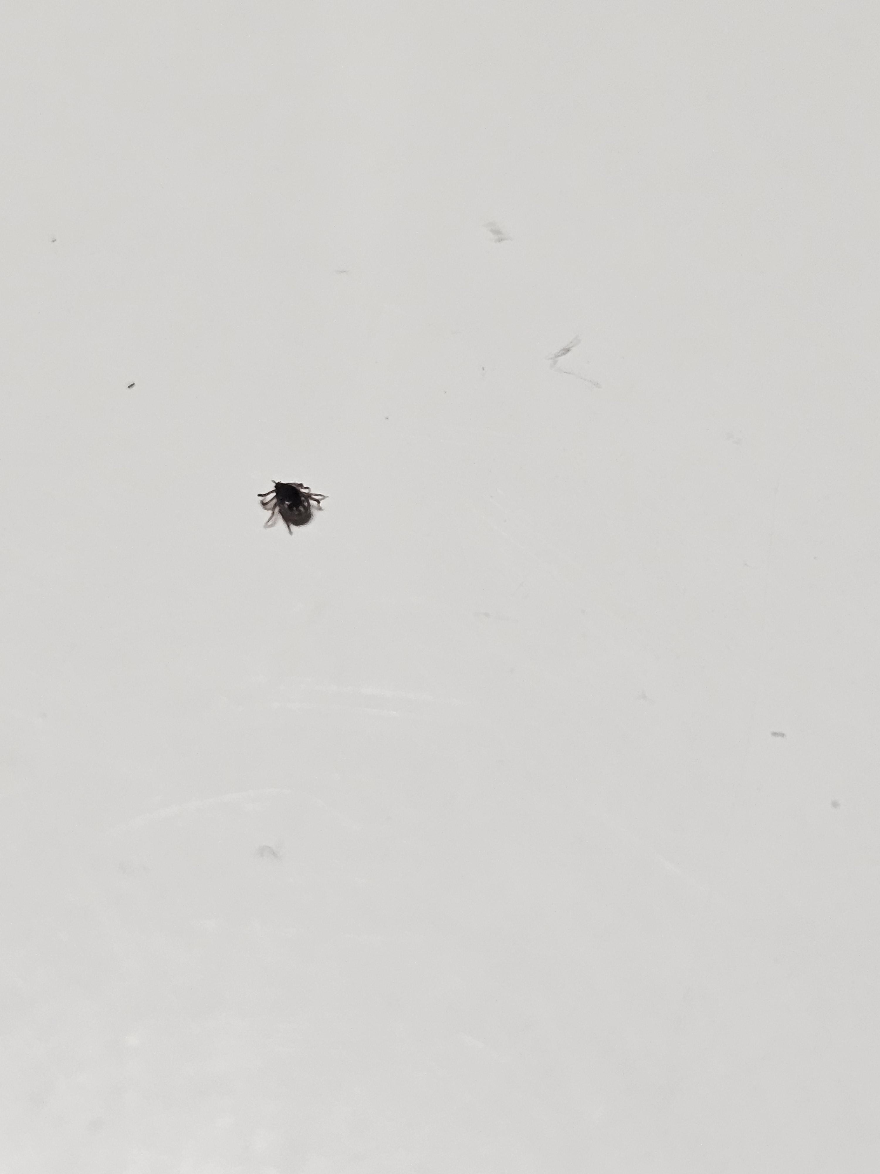 Identification please What kind of tick is this? | Scrolller