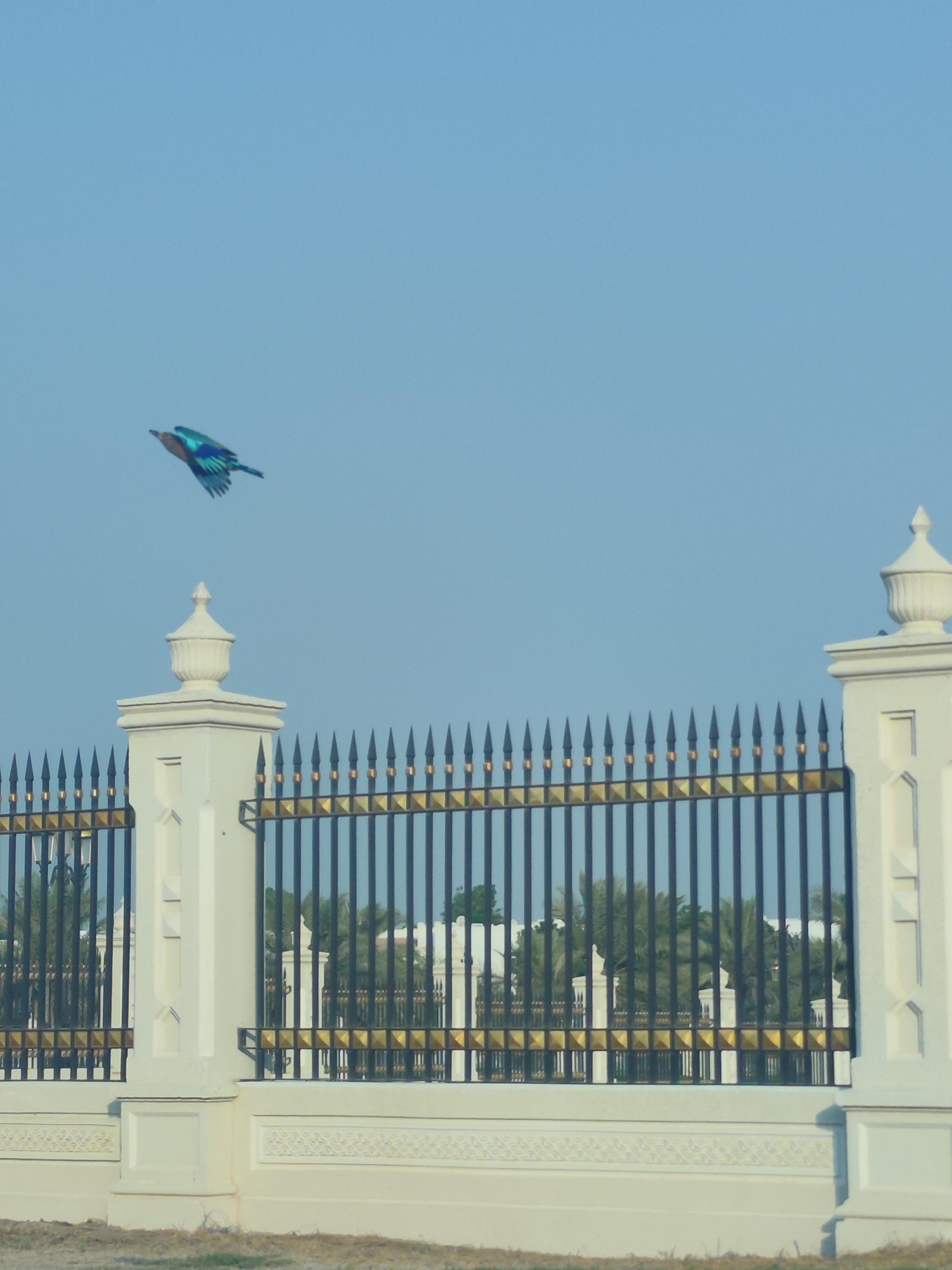 Finally captured an Indian Roller! | Scrolller