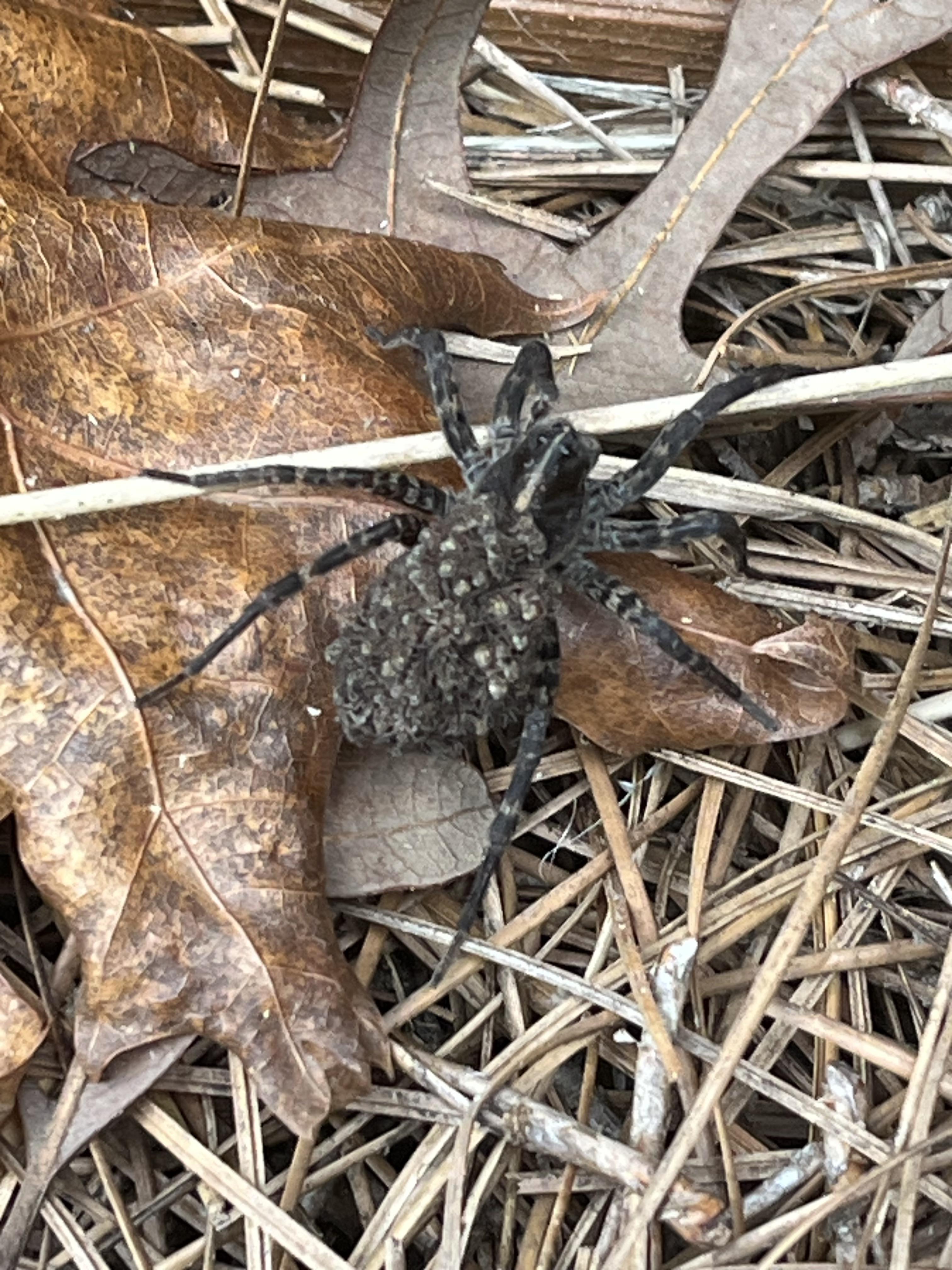 Anyone know this spider? | Scrolller