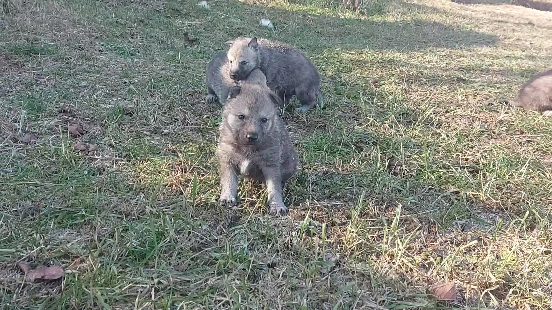 From tiny to looking like little bears | Scrolller