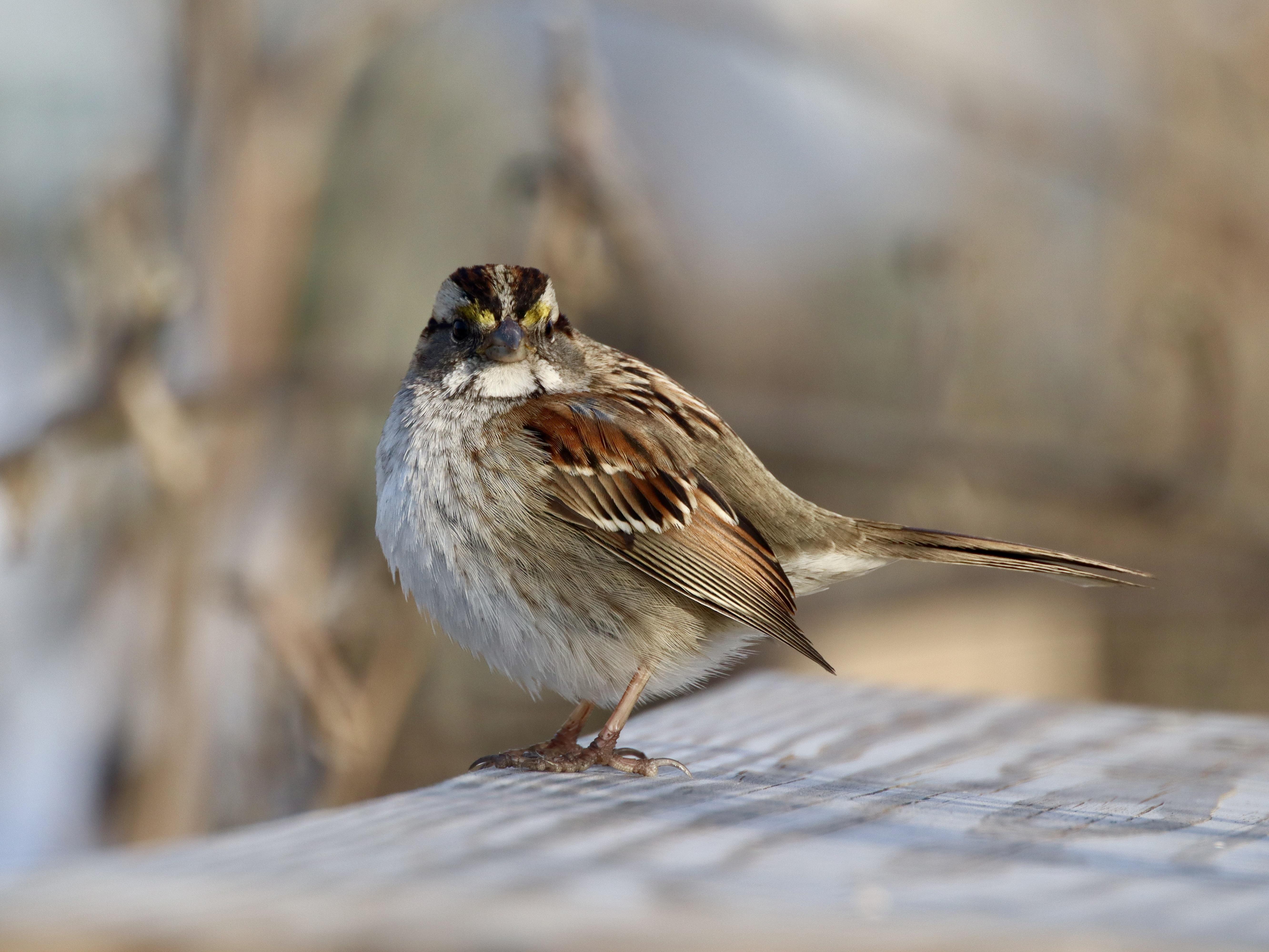 White-throated Sparrow | Scrolller