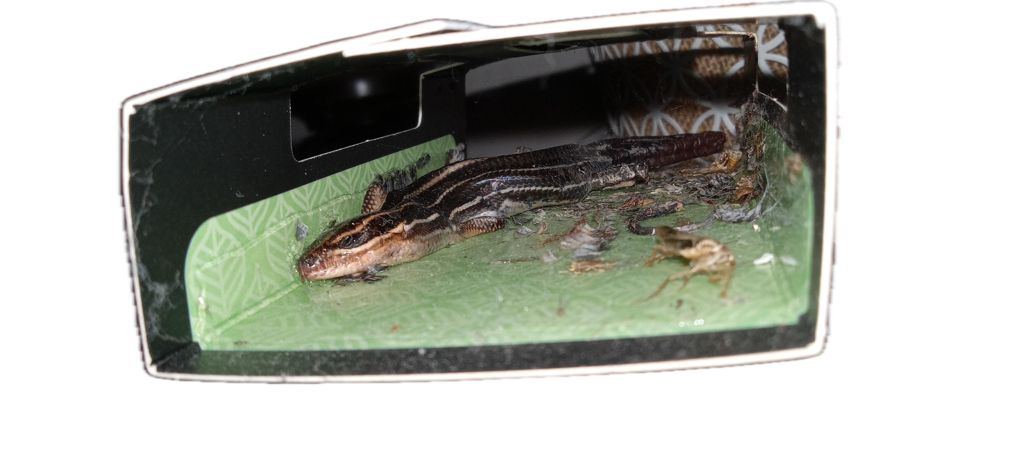 What is this creature? | Scrolller