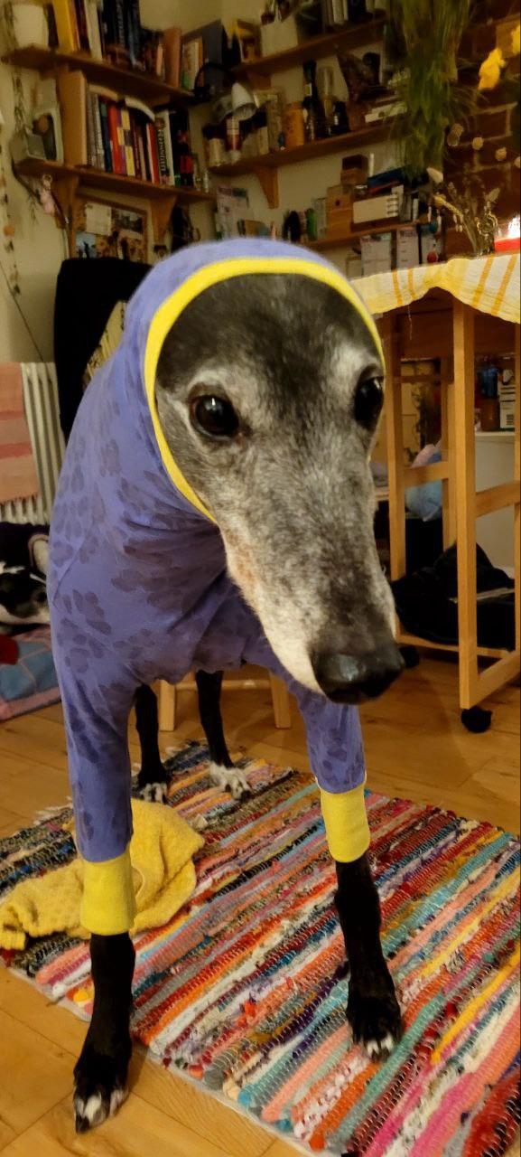 Super Noodle | Scrolller