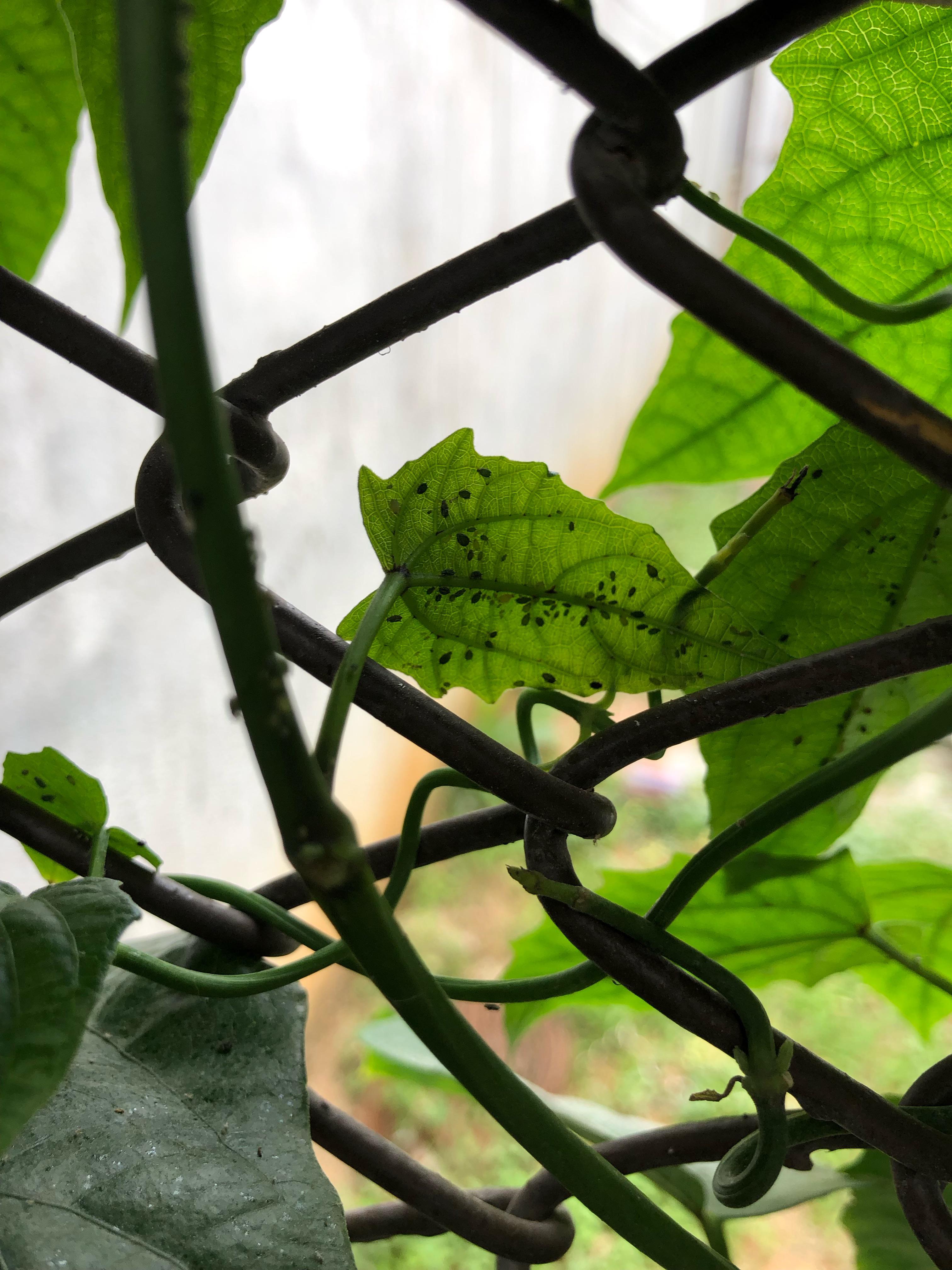 Are these tiny bugs on my Thunbergia creeper harmful to the plant? | Scrolller