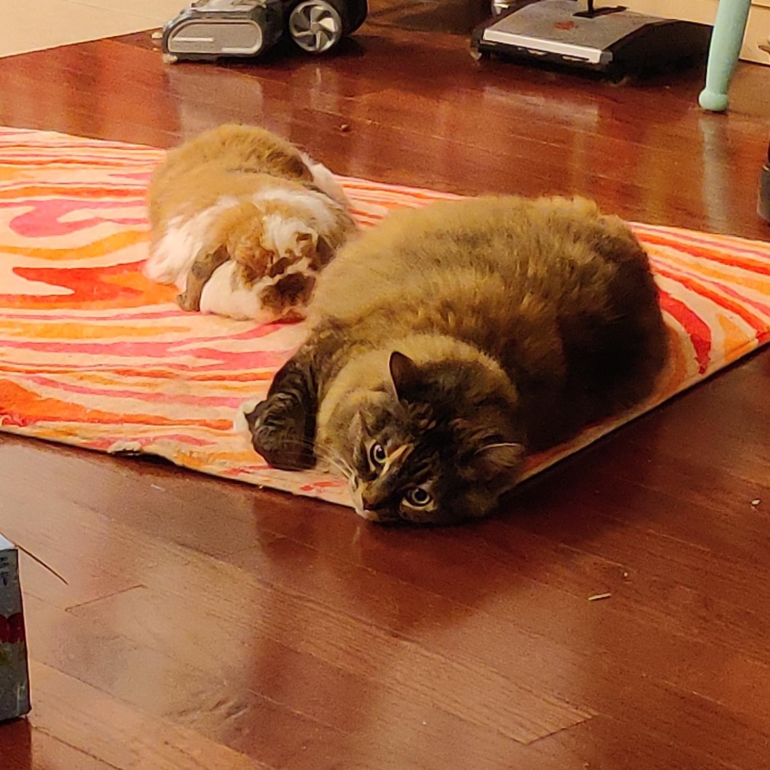 Nutmeg and his identical twin sister, Ella | Scrolller