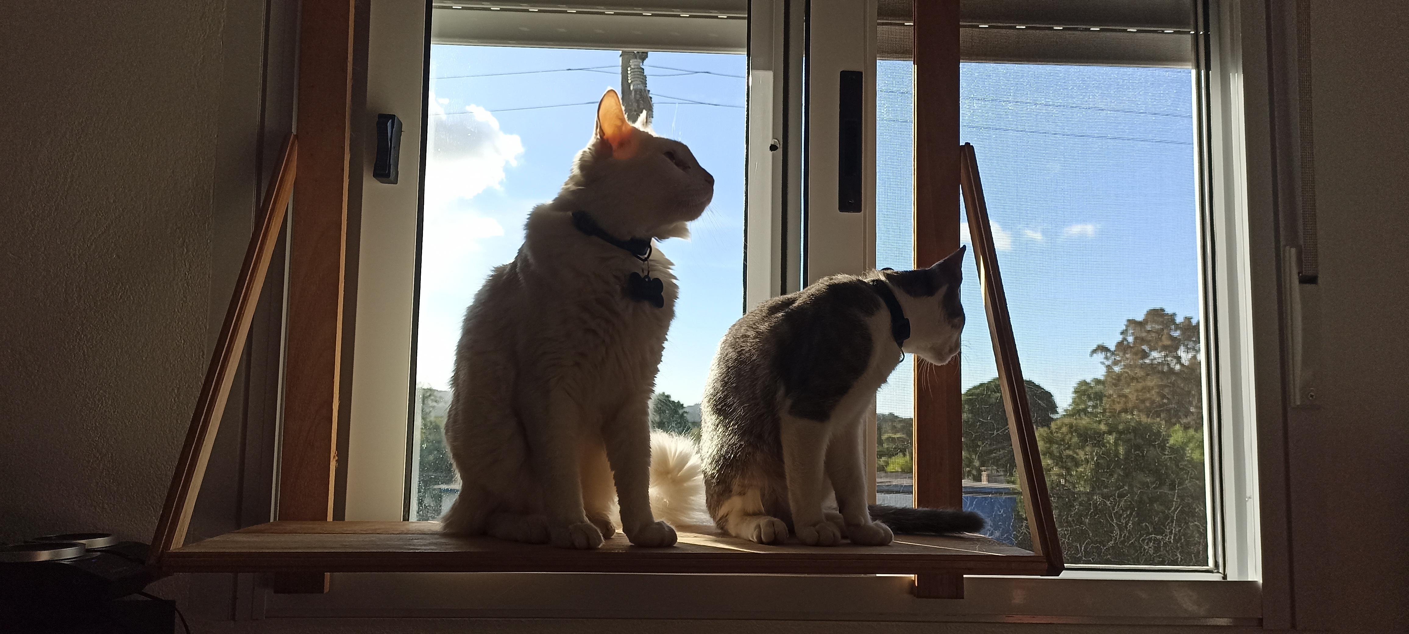 Discover more like Aww: Cat stand (patent pending) and Related Content | Scrolller