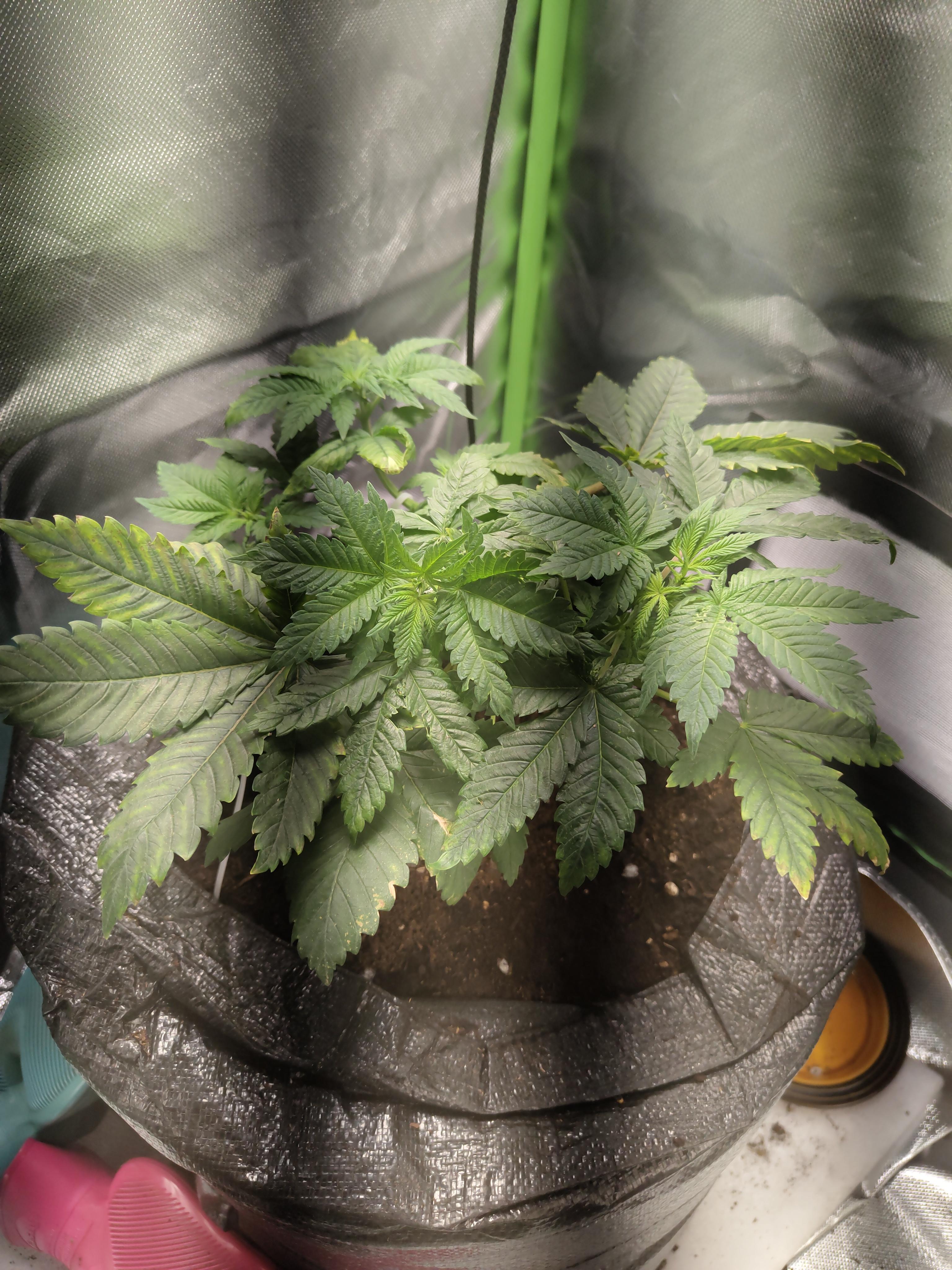 Plant looking rough | Scrolller