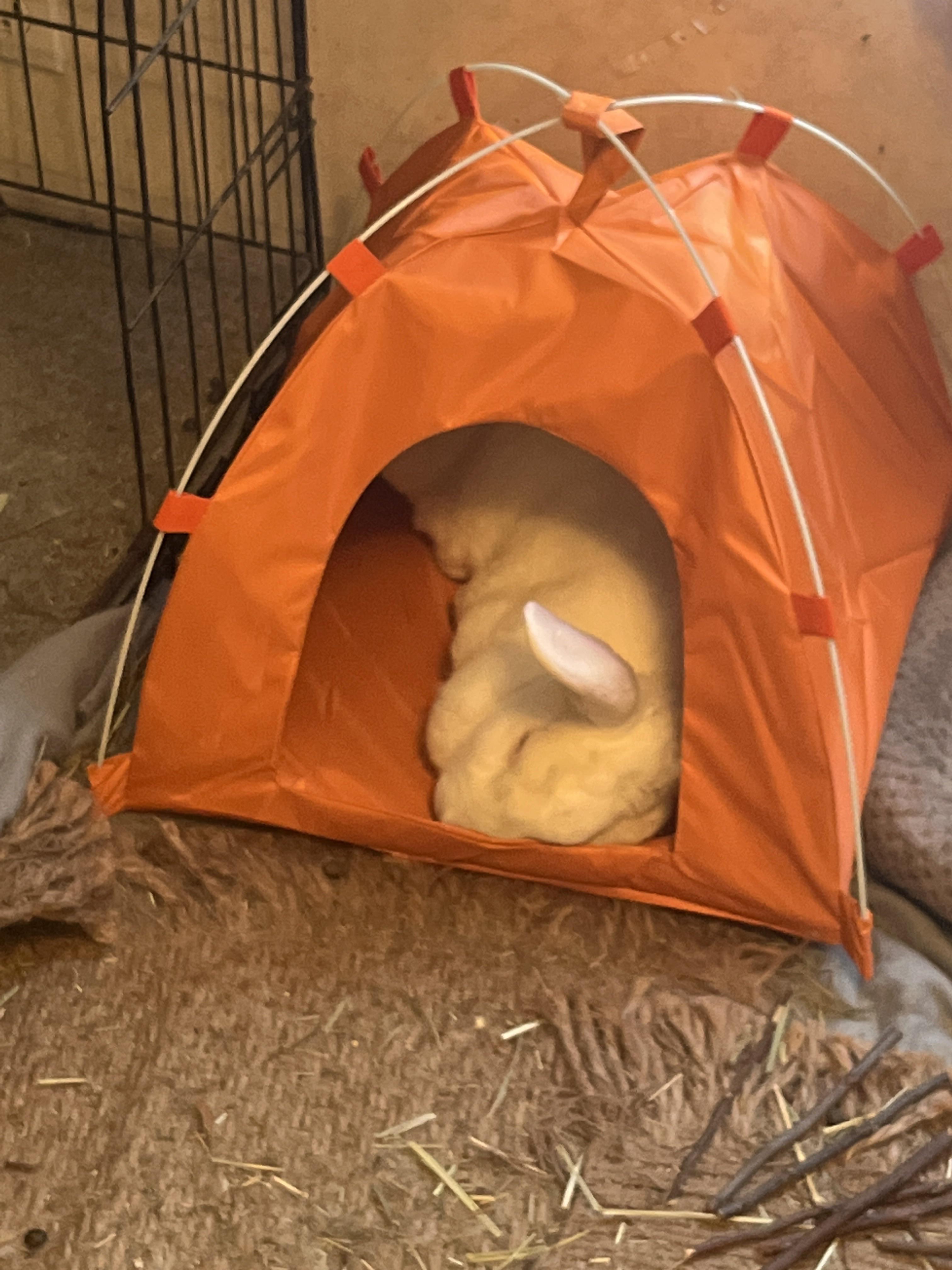 Nivens love his new Tent | Scrolller