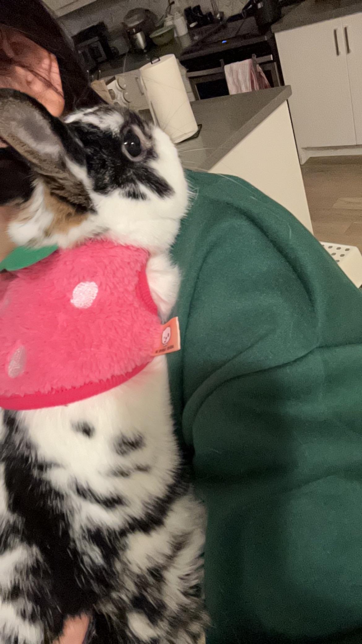 Adopt Kiwi, A Netherland Dwarf | Scrolller