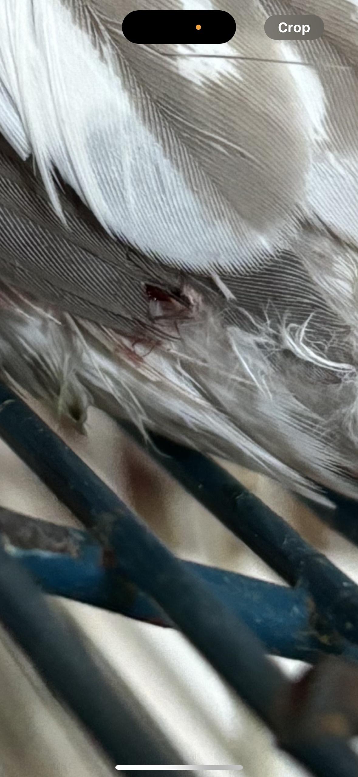 Blood in feathers | Scrolller