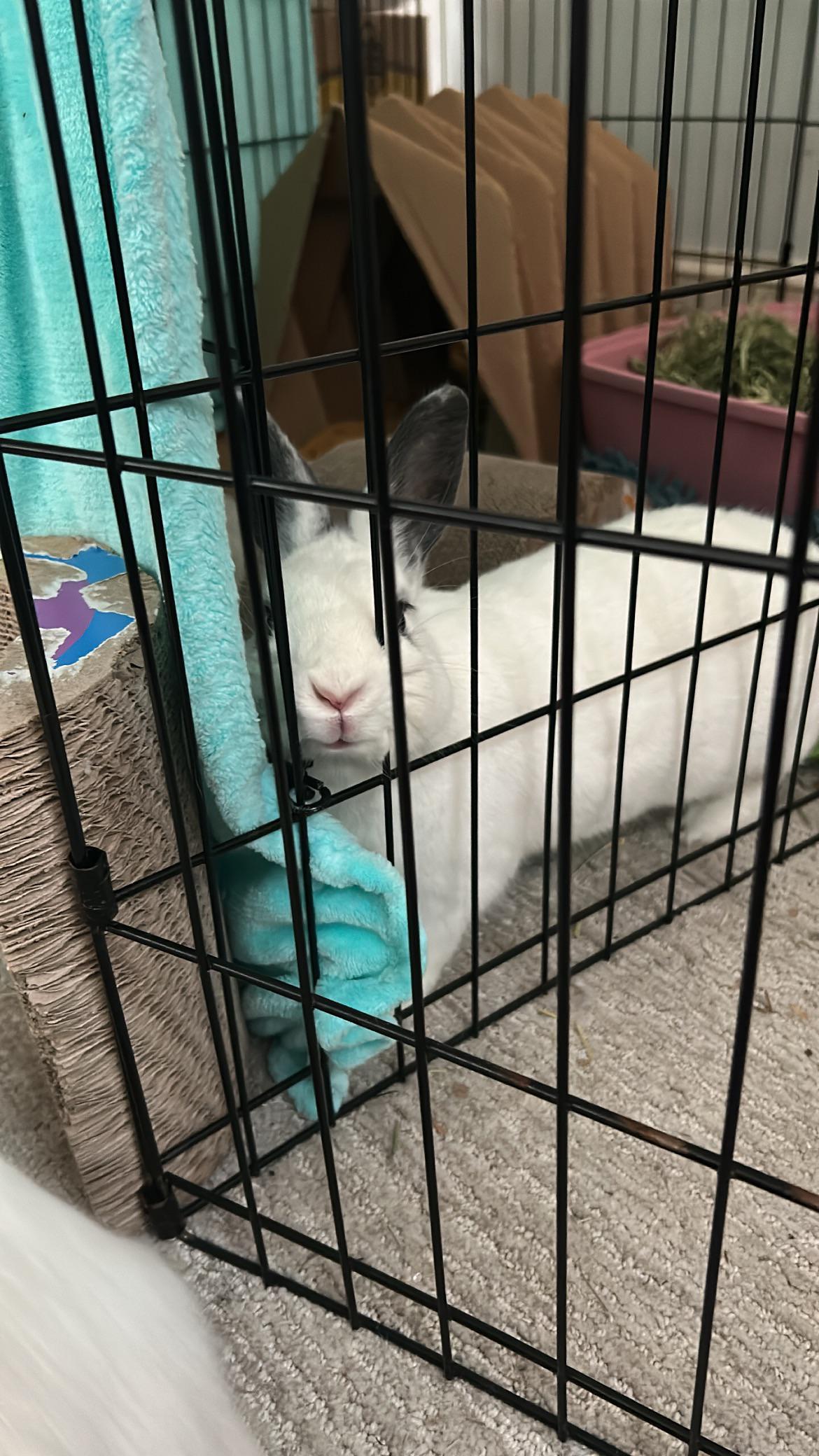 Day 4 pre bonding and they seem to really really want to be friends!!! accepting name ...