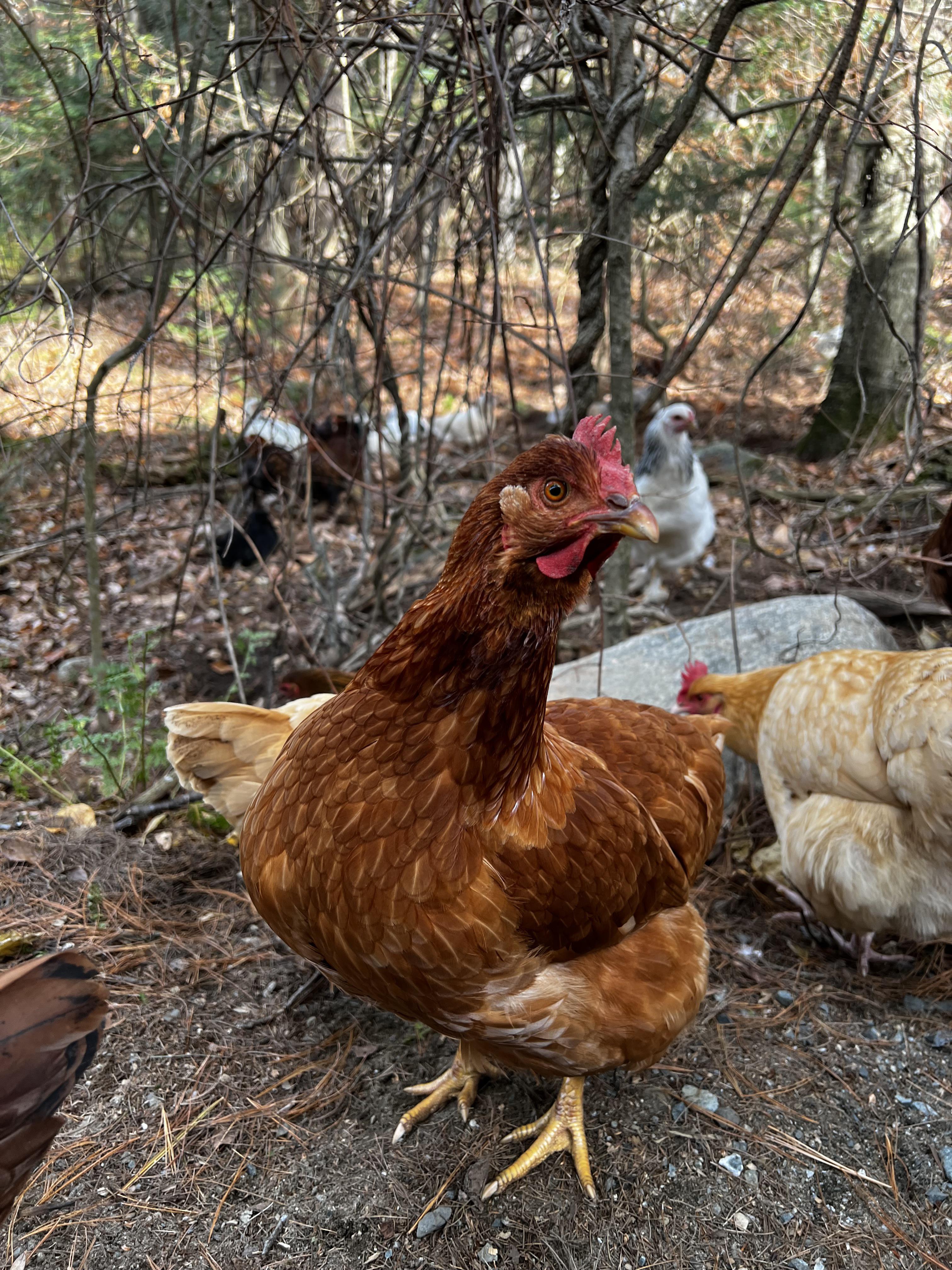 Discover more like BackYardChickens: Are my chickens sick? and Related ...