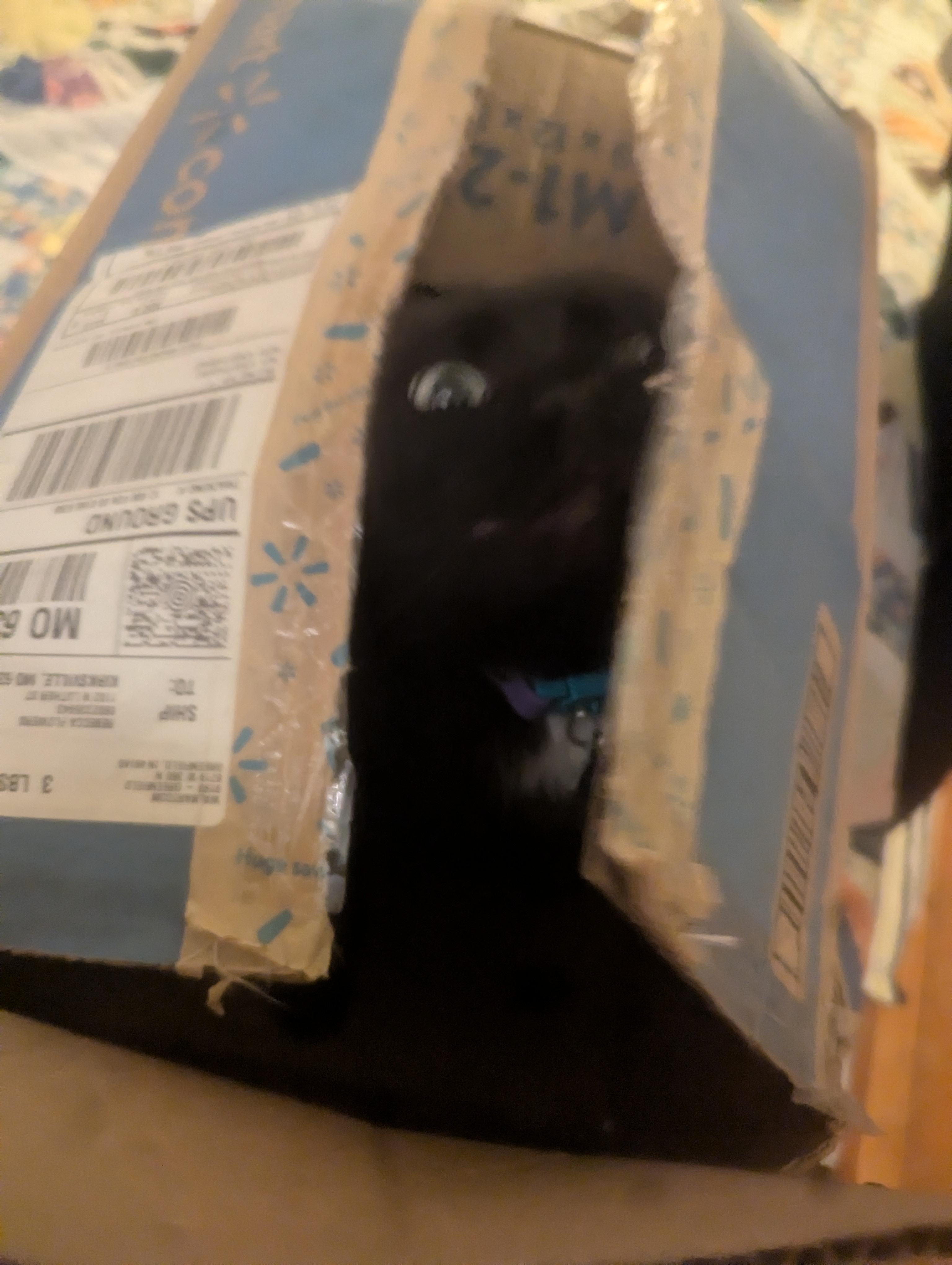 She lurks in the shadows before she attacks! | Scrolller