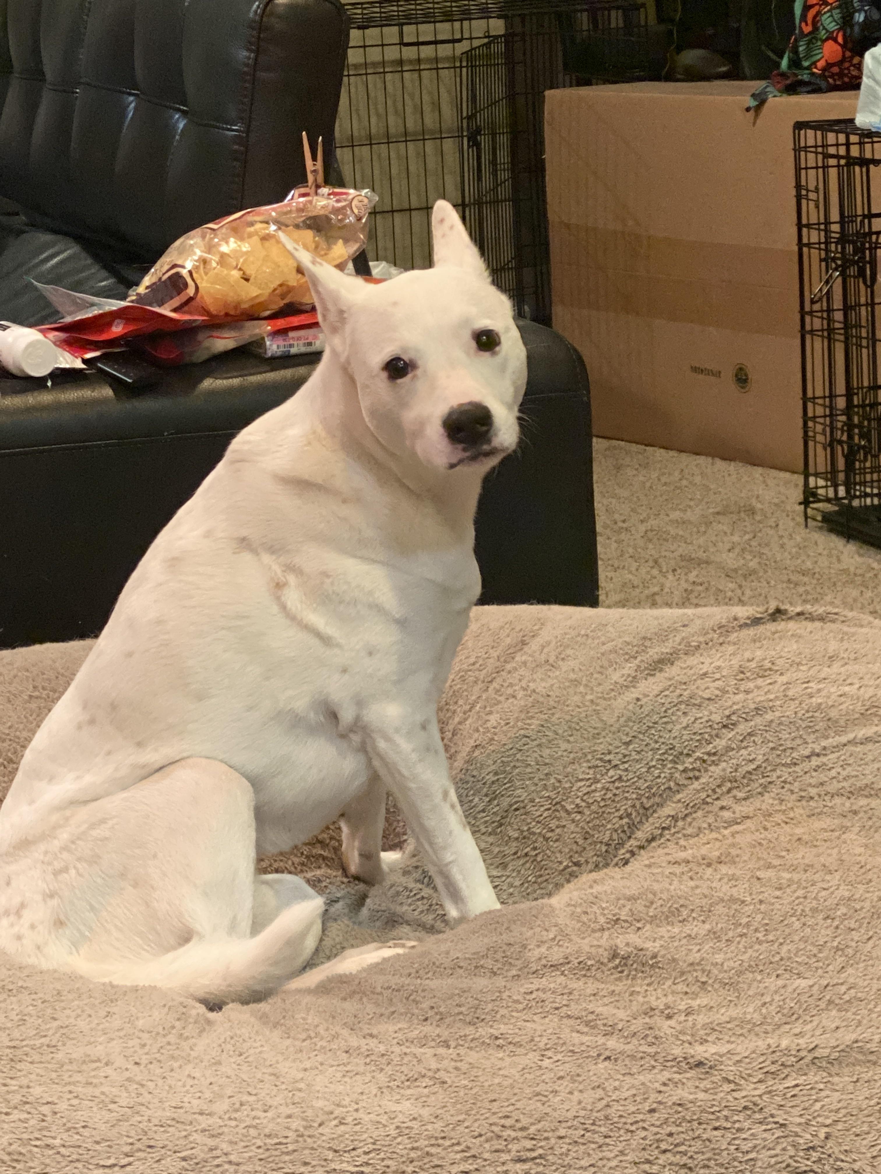 Casper’s iOS Sticker Pics | Scrolller