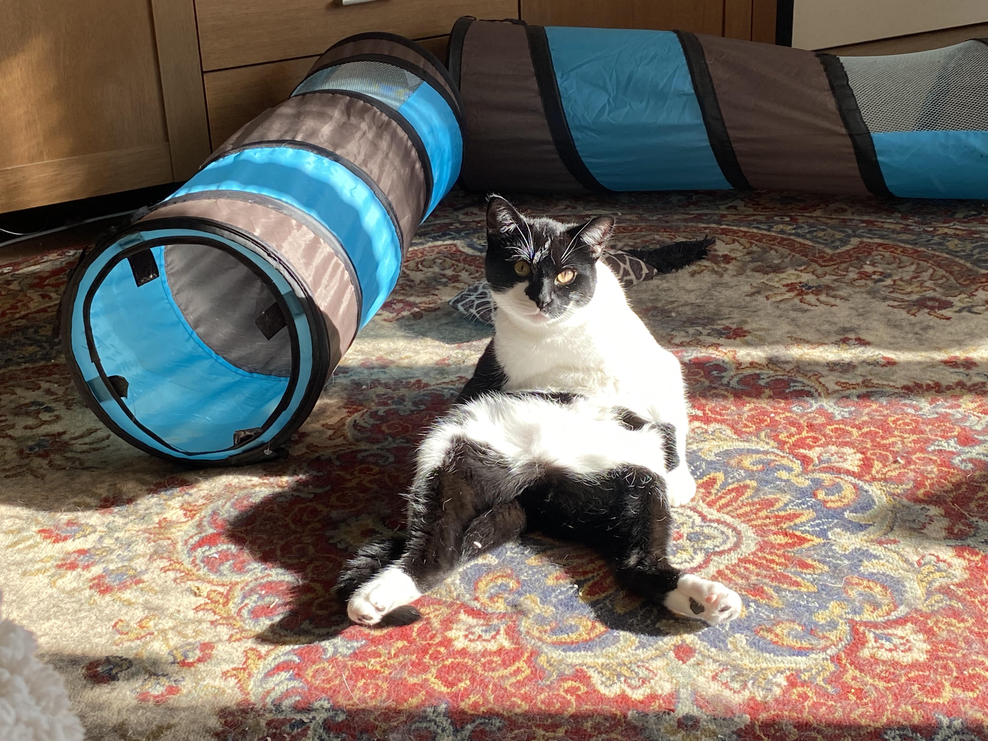 (OC) my cat (named Cheese) sitting like a derp. | Scrolller