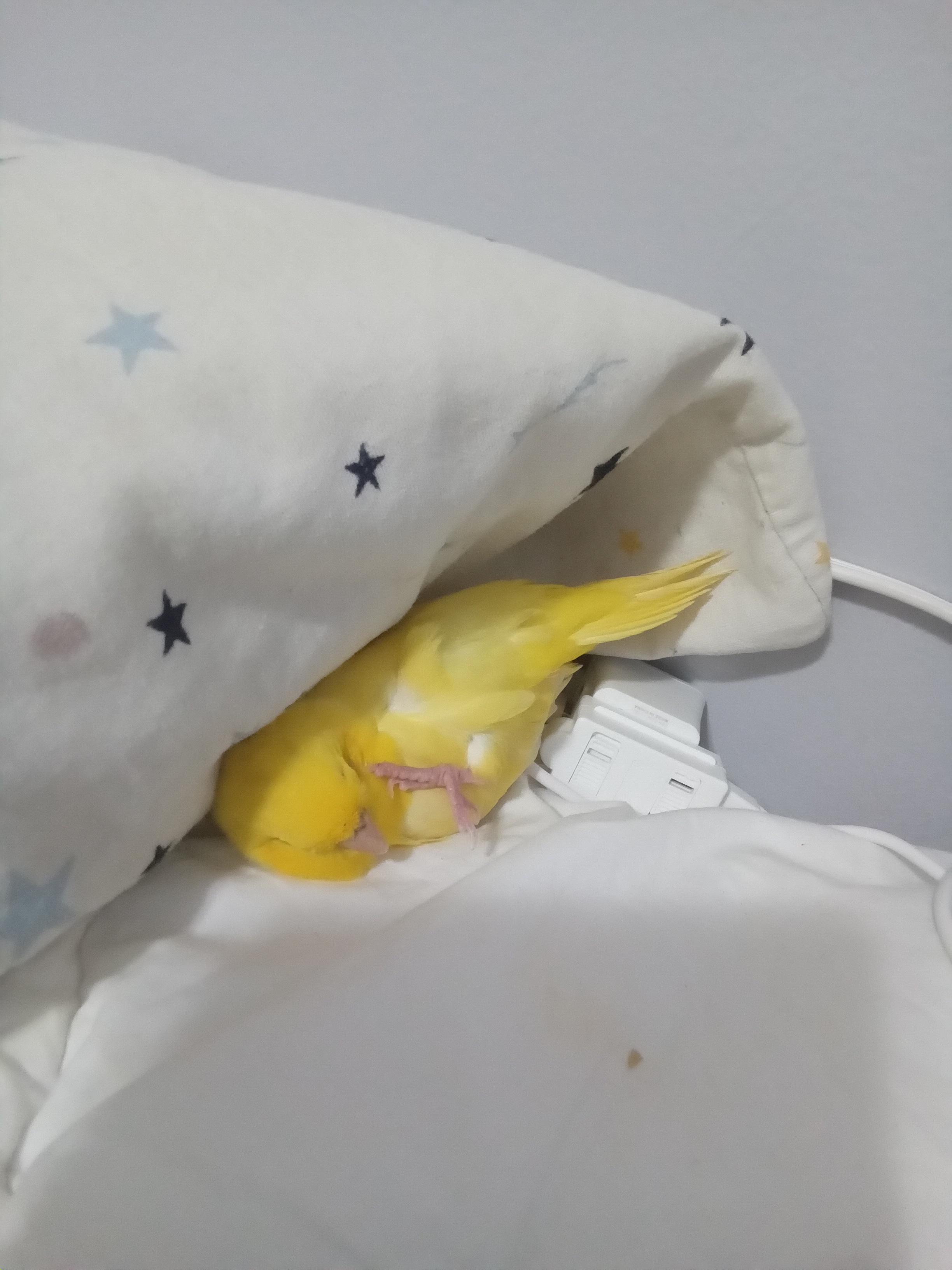 Another of Kosho (He's not dead I promise just a sleepy bean ) | Scrolller