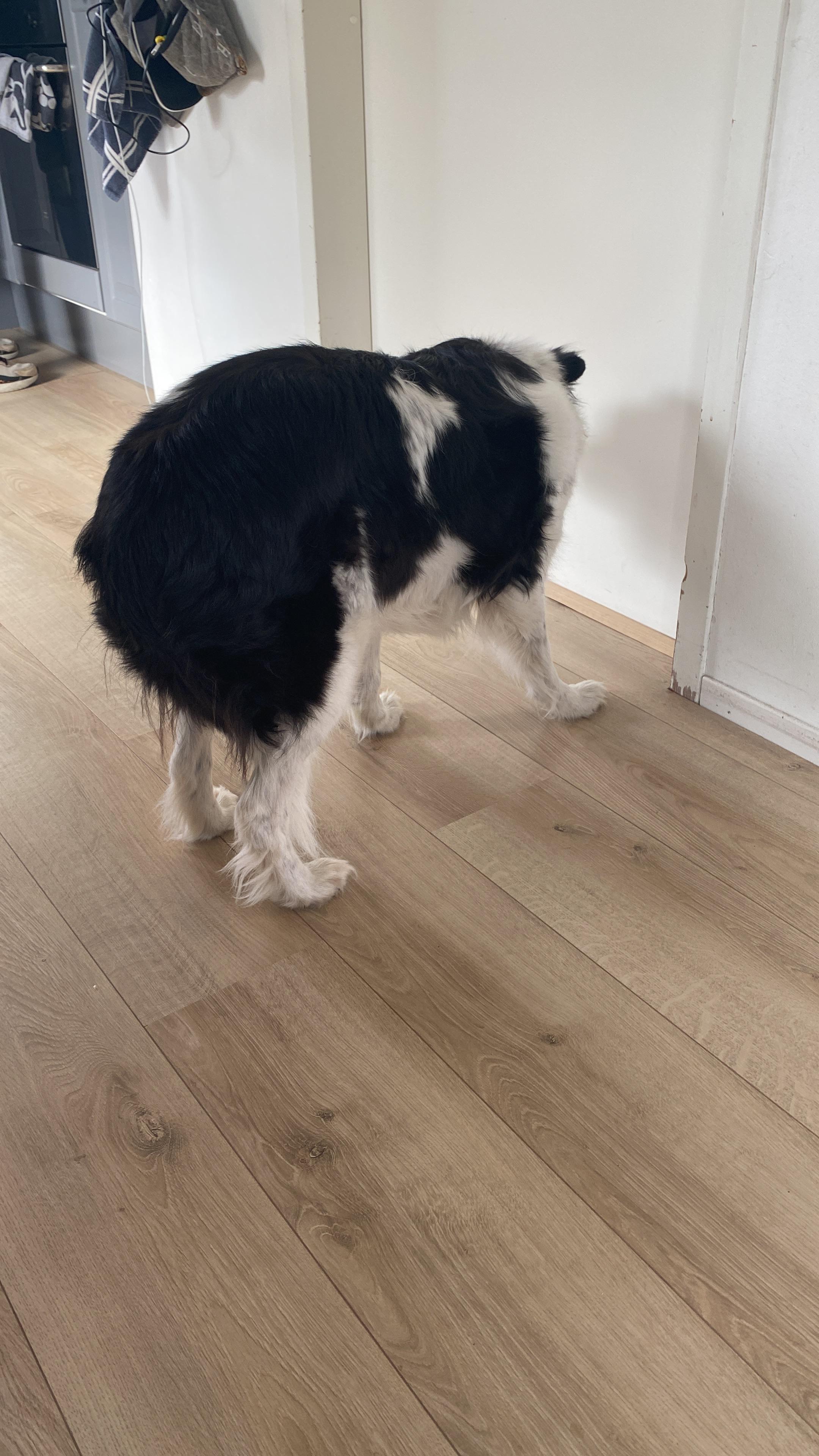 There was a fly | Scrolller