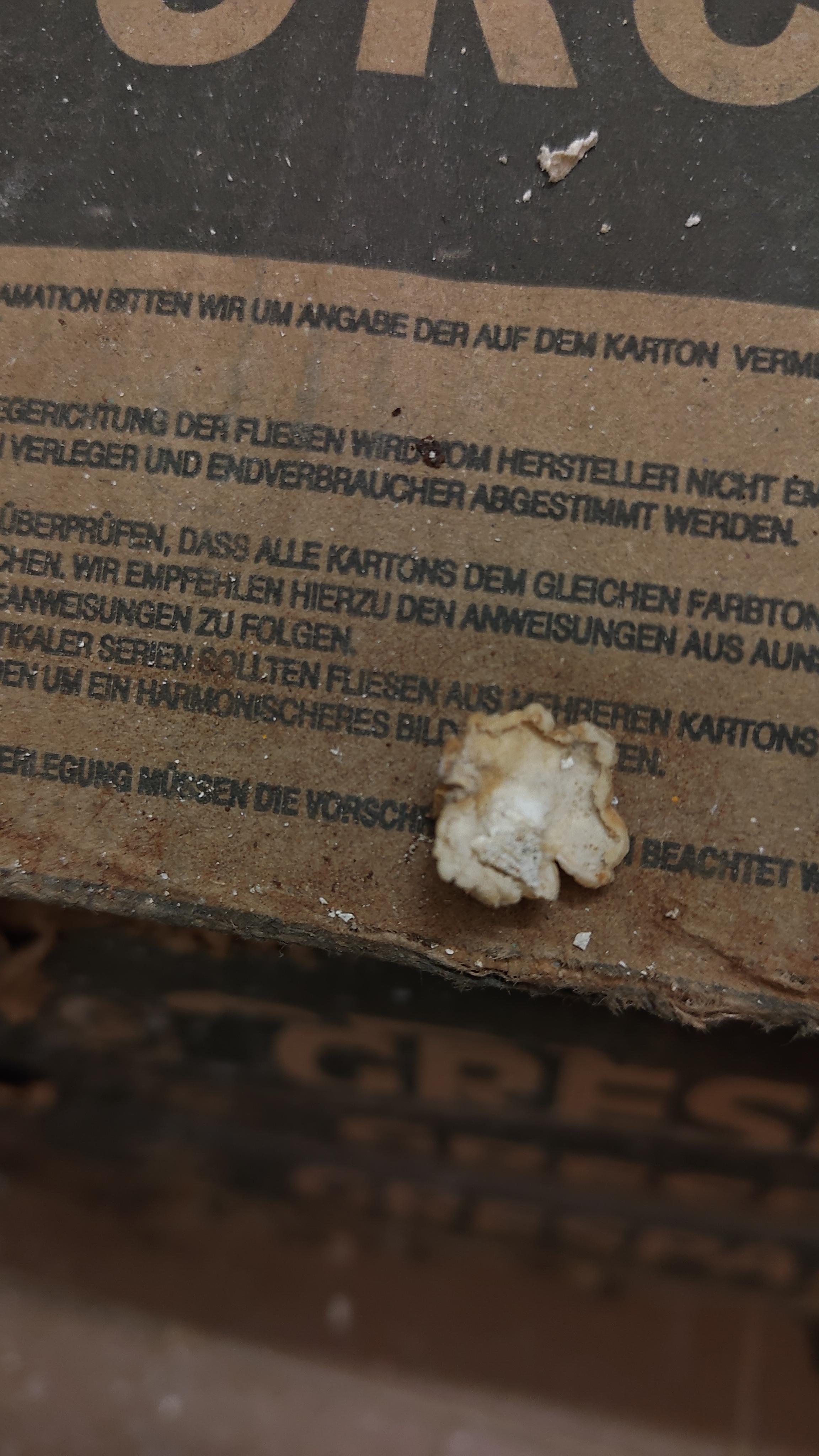 Basement fungus | Scrolller