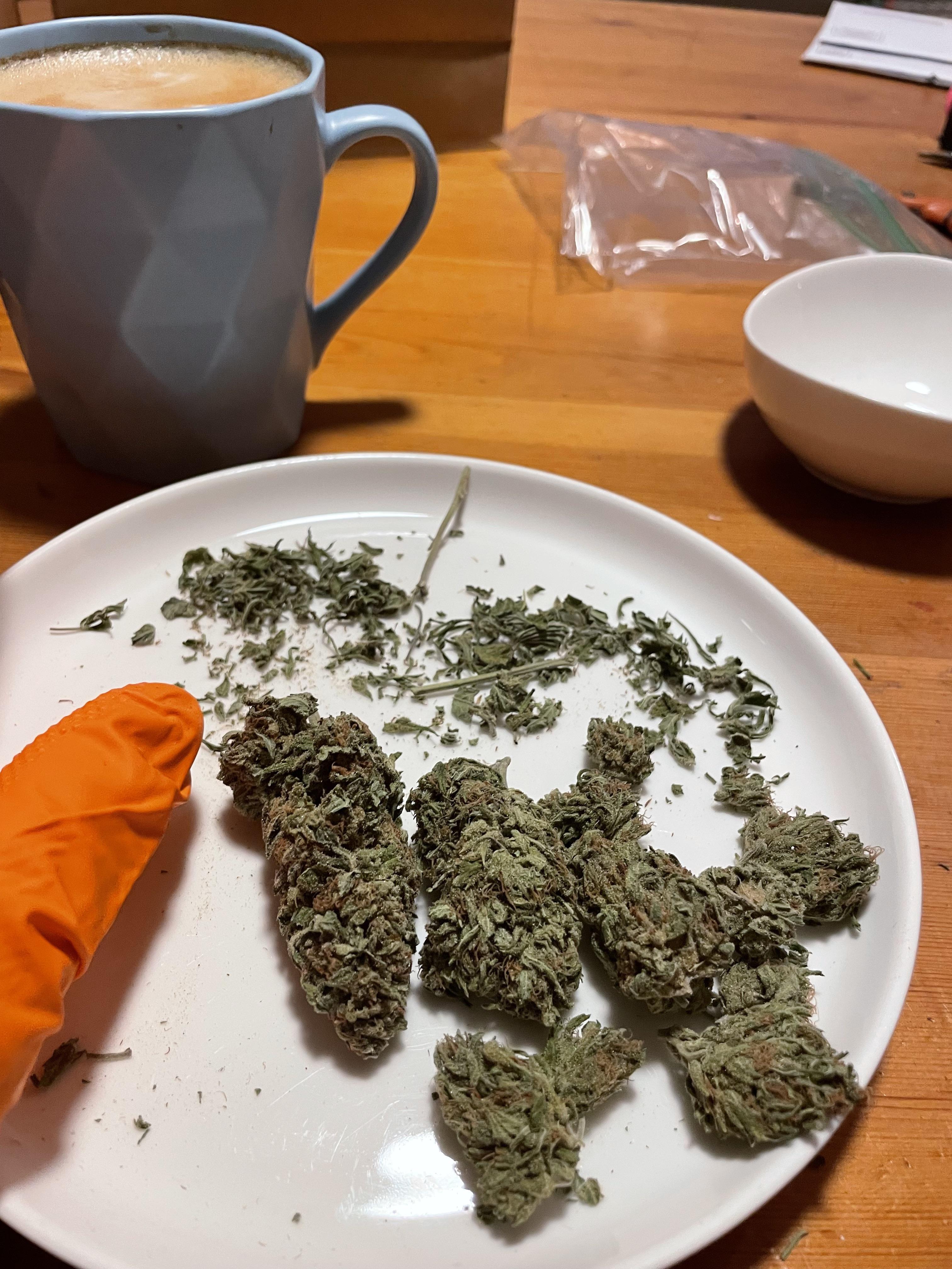 Free kush | Scrolller