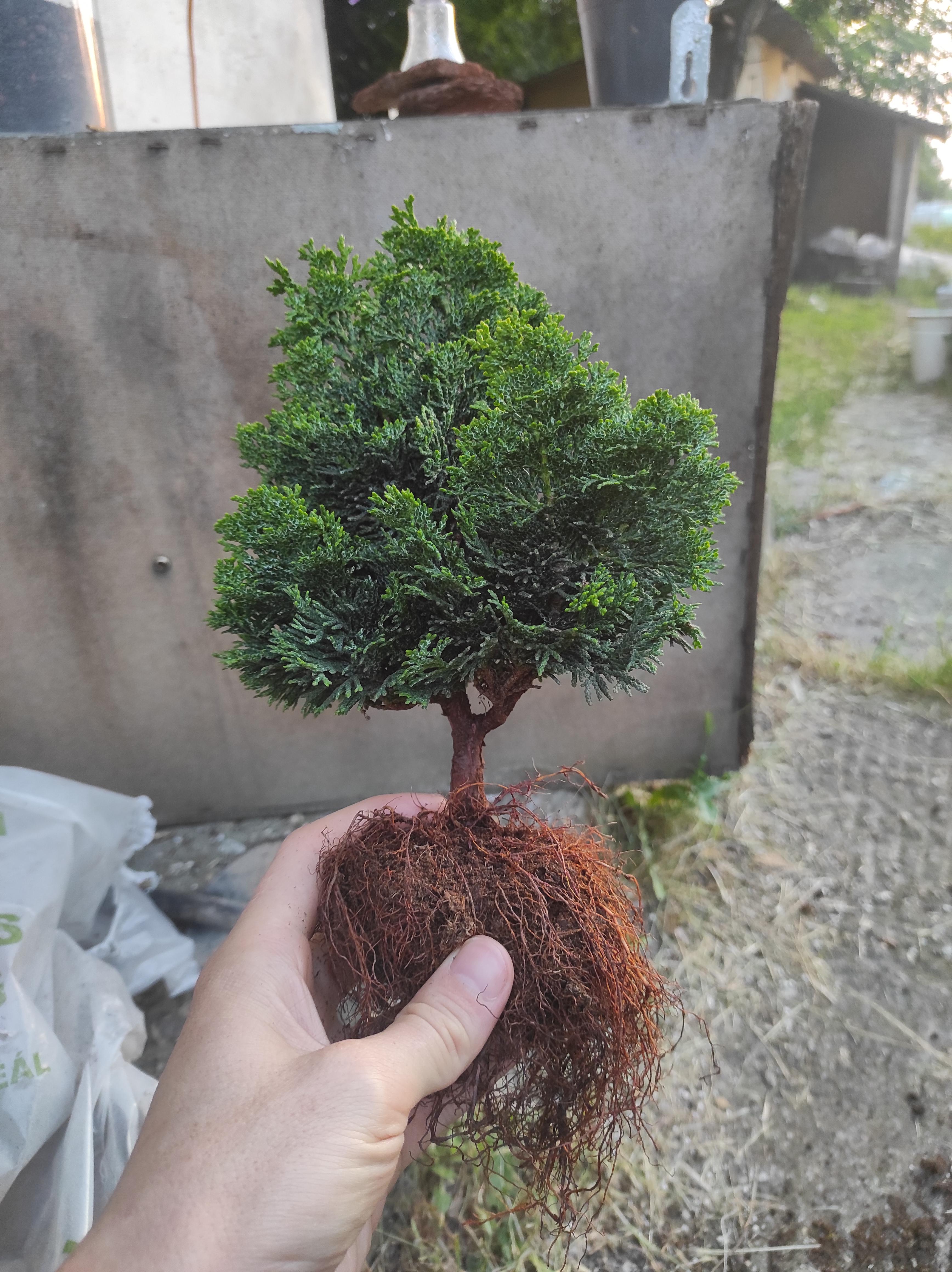 Hinoki 2nd pruning | Scrolller