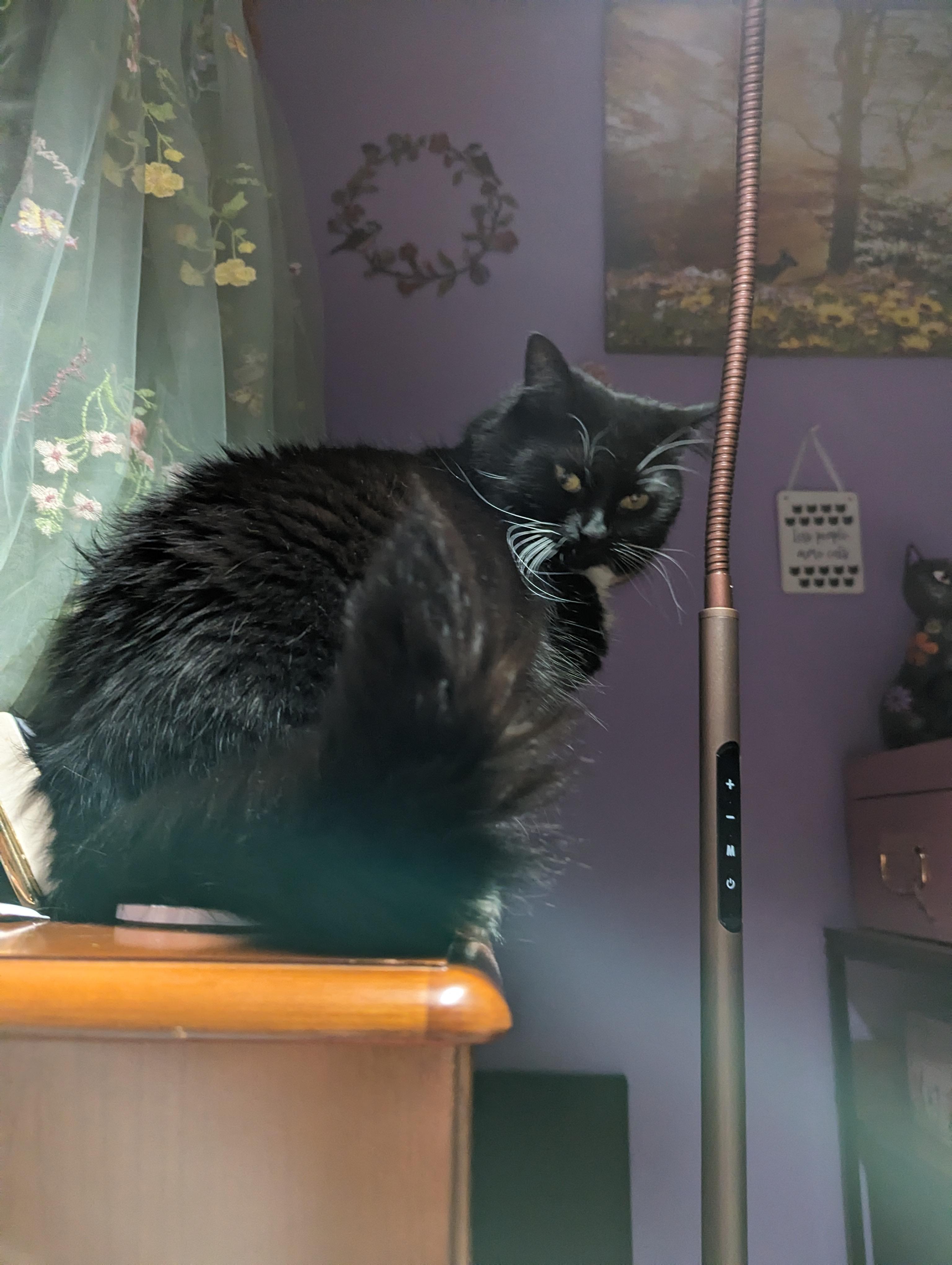 Daphne, aka Destroyer | Scrolller