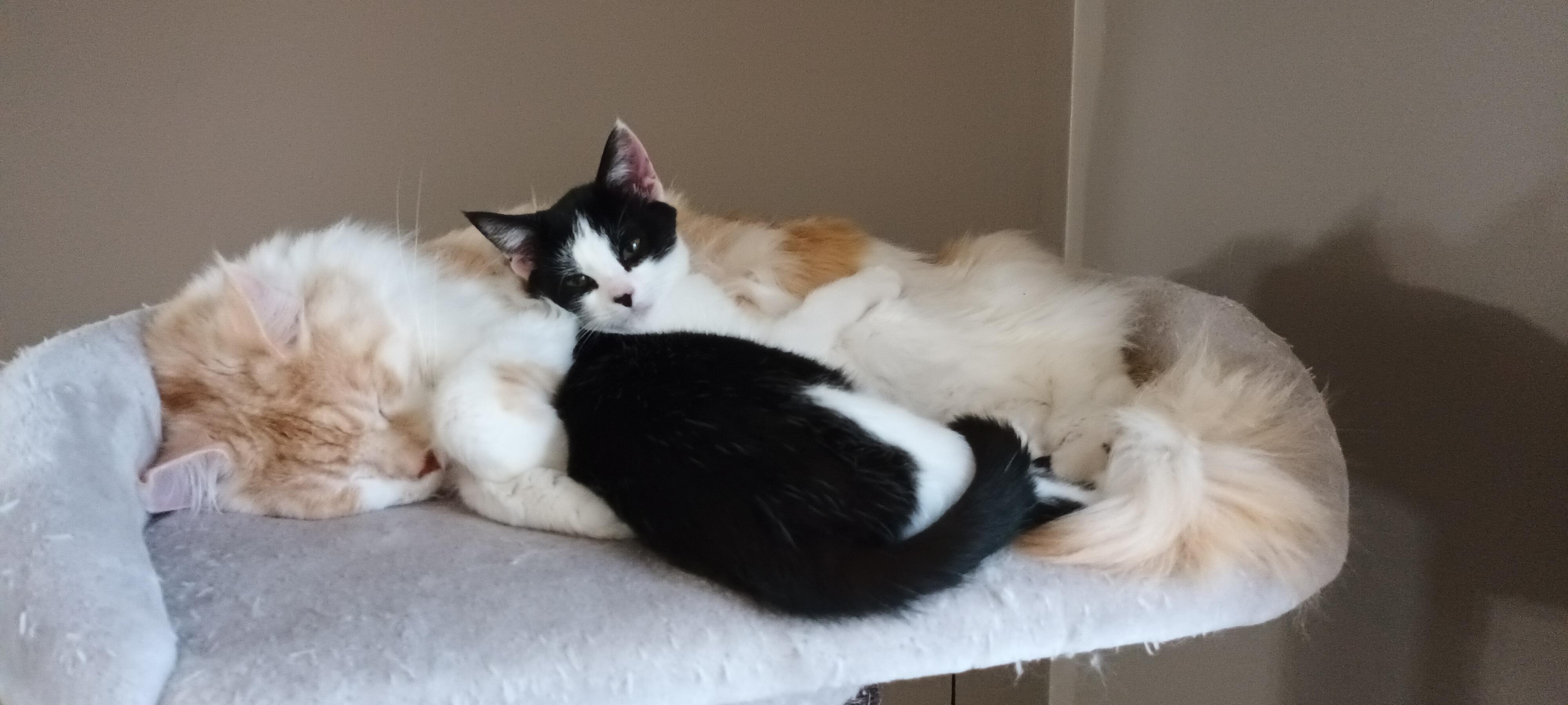 Gus and Licorice (OC) | Scrolller