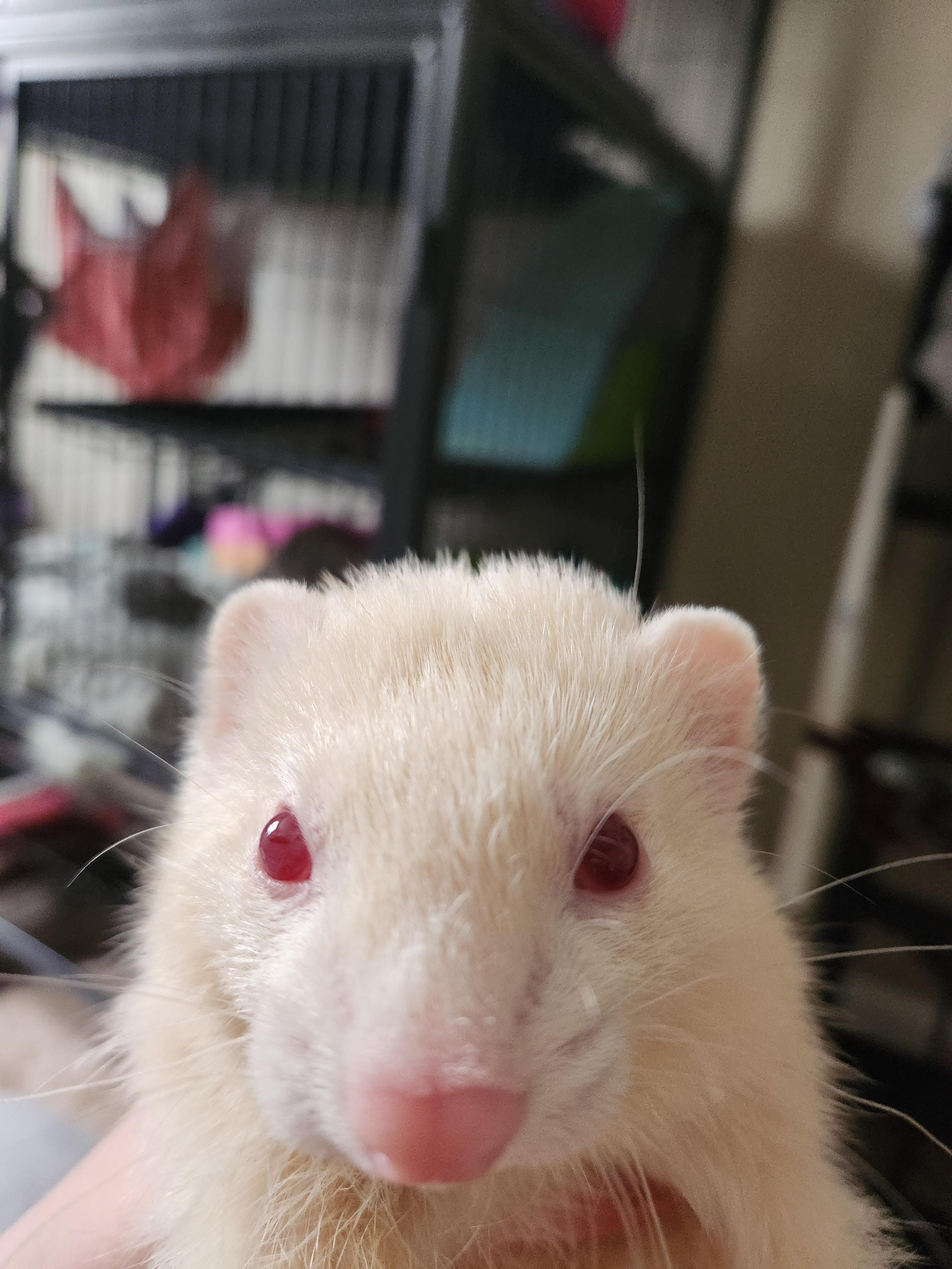 Crazy how photogenic they are... And then there's Dobby. | Scrolller