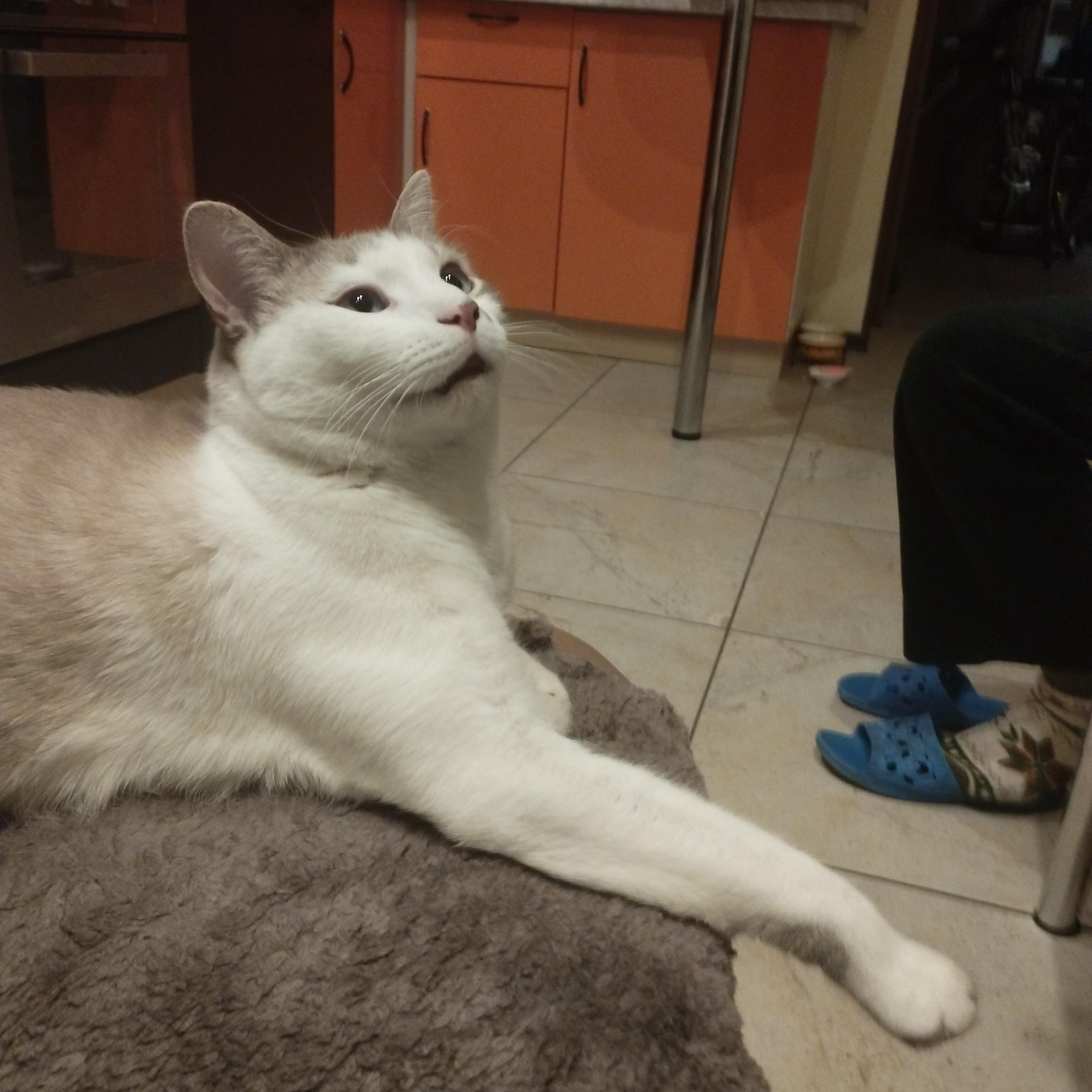 Discover more like Aww: PabloTheCat - 2 and Related Content | Scrolller