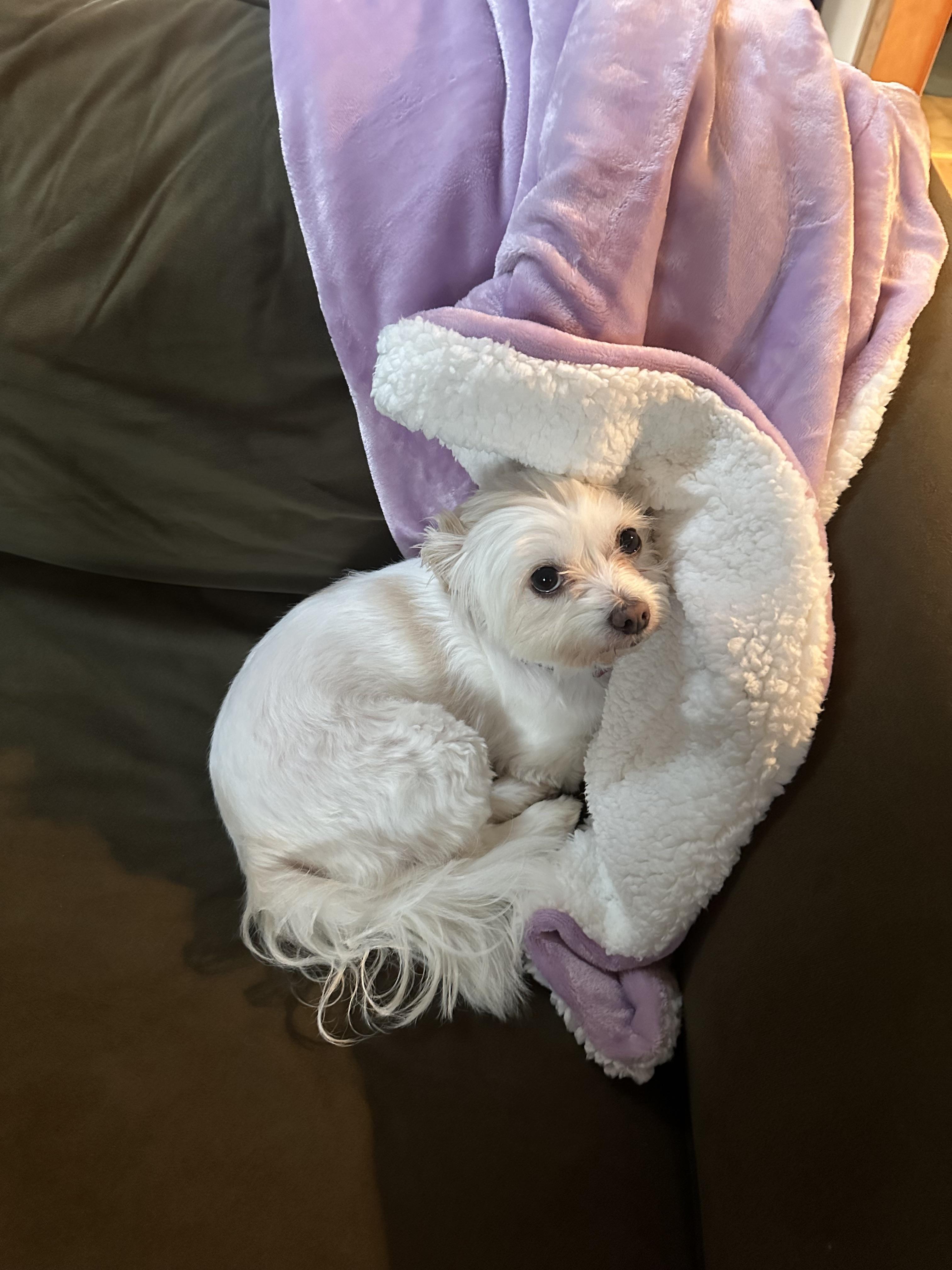 Chloe Scrolller