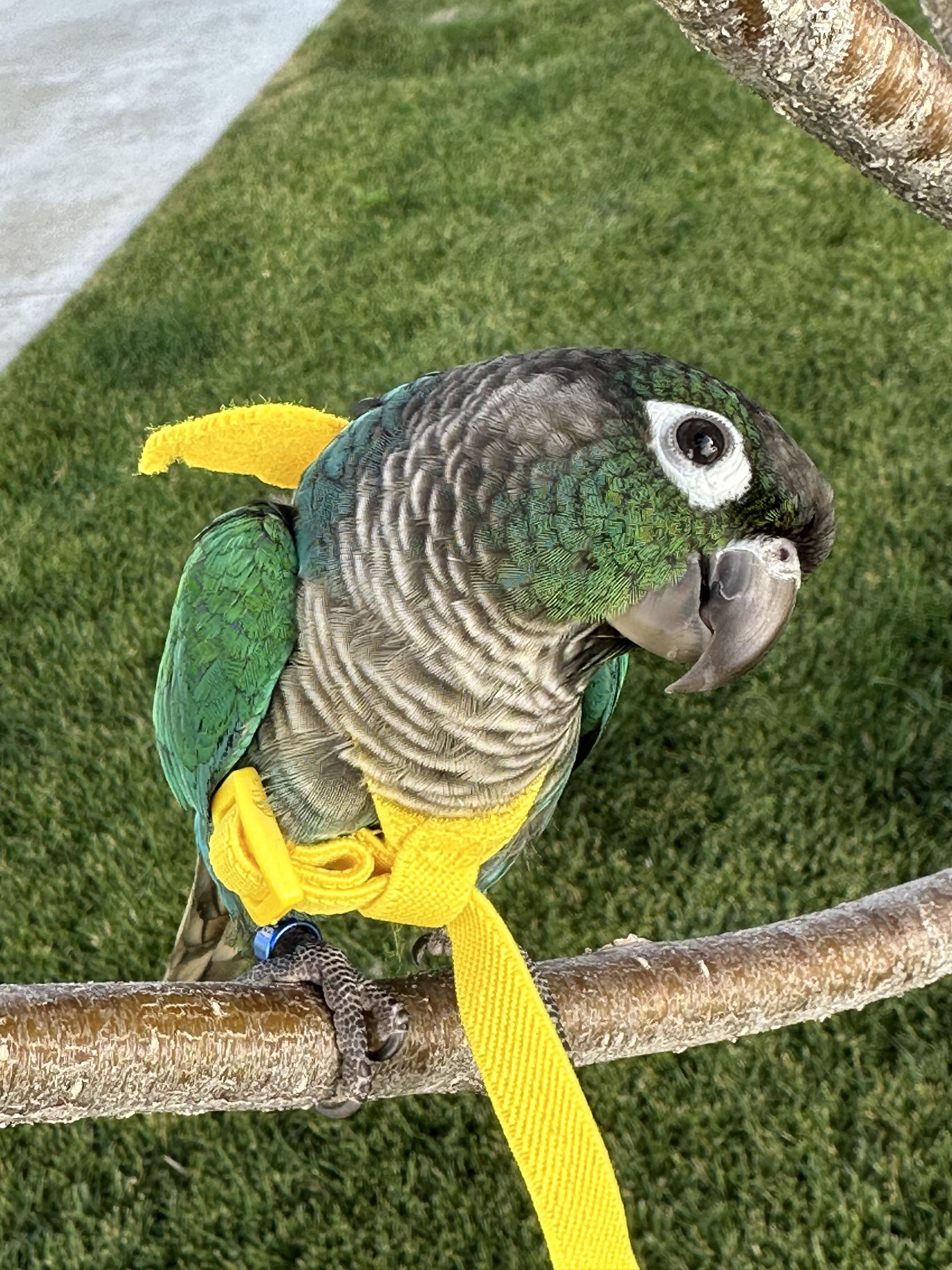 Toby wants to know if you think he looks handsome | Scrolller