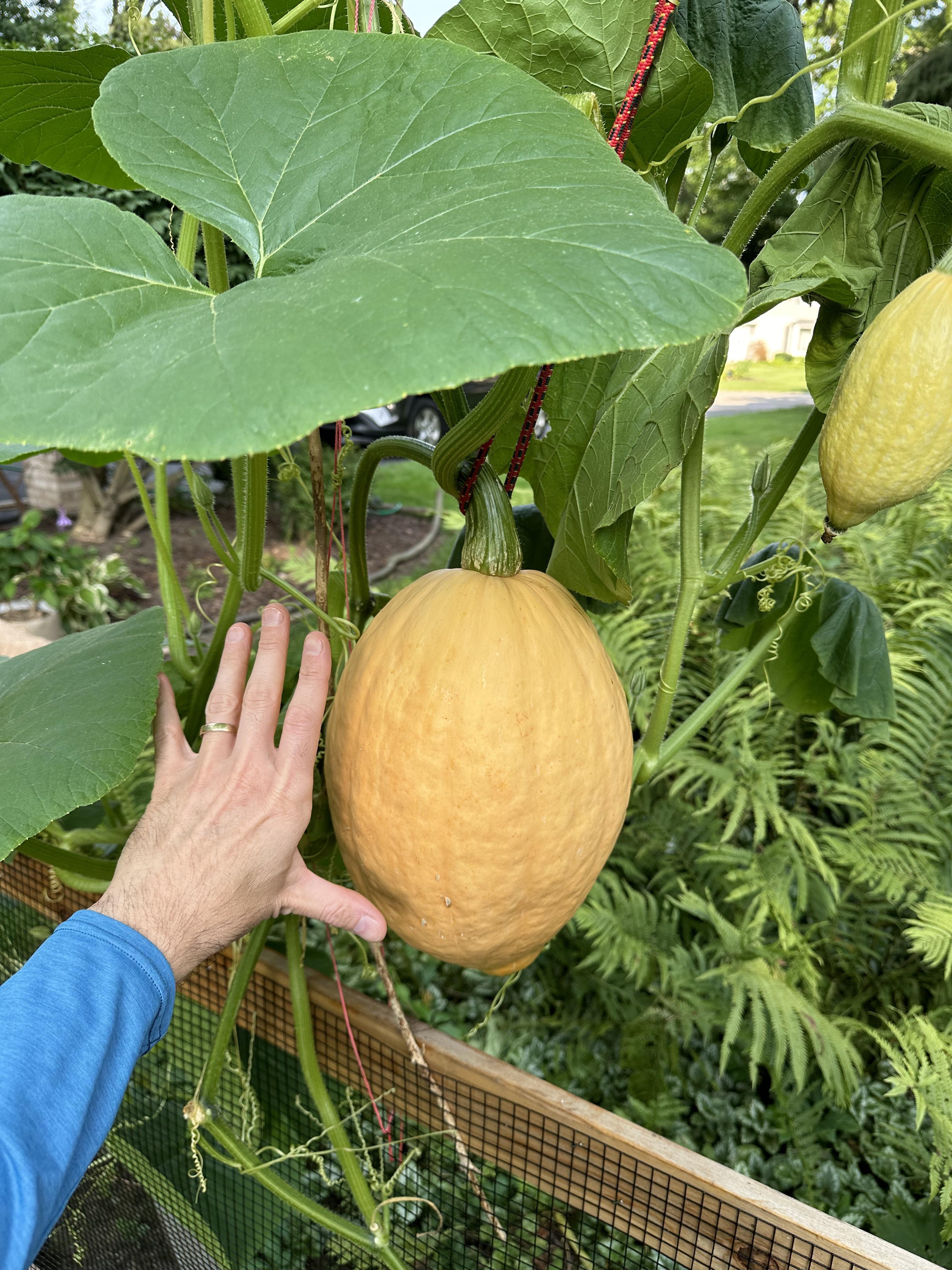 Help with Squash ID | Scrolller