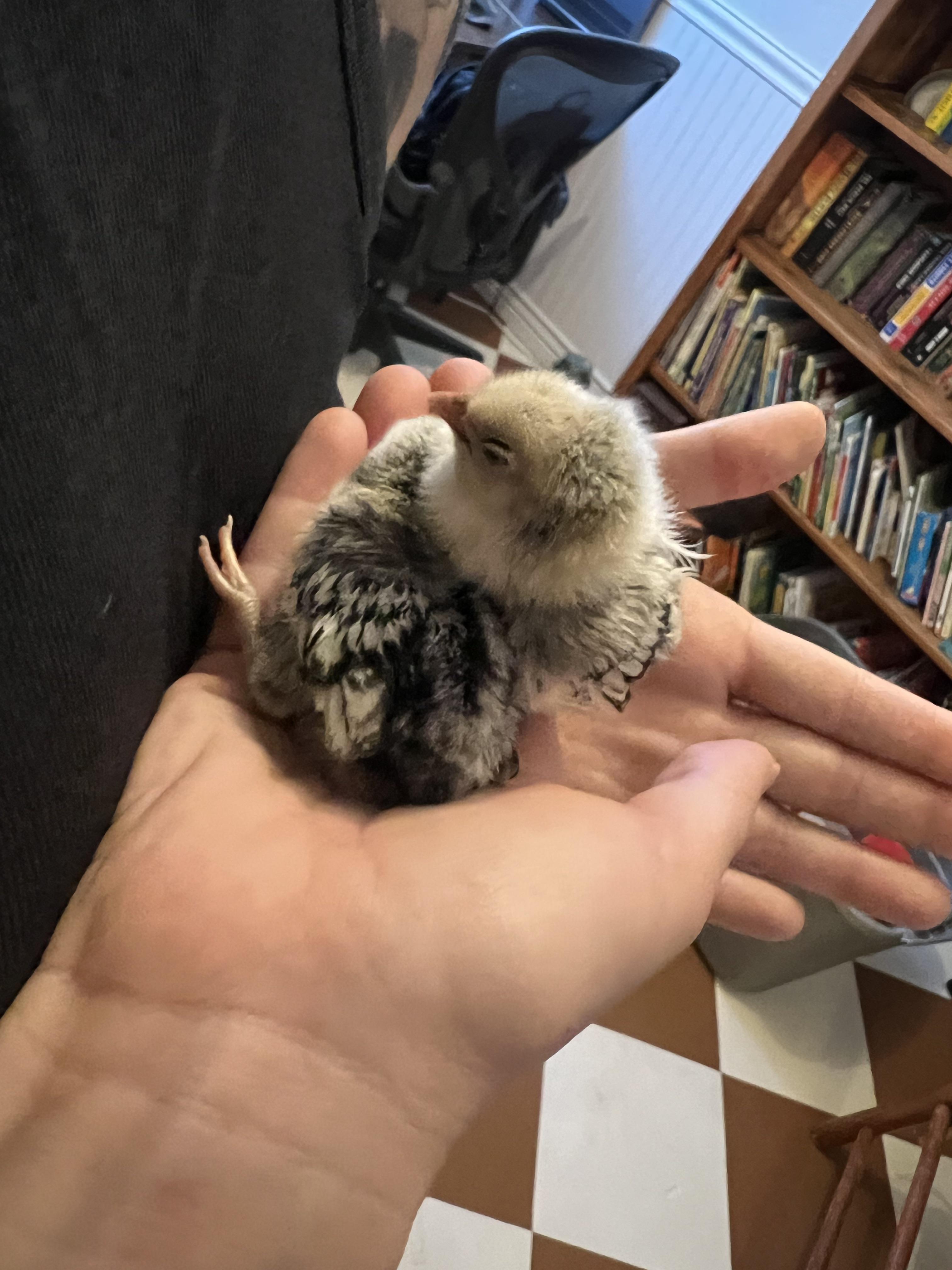 Any ideas of these breeds? | Scrolller