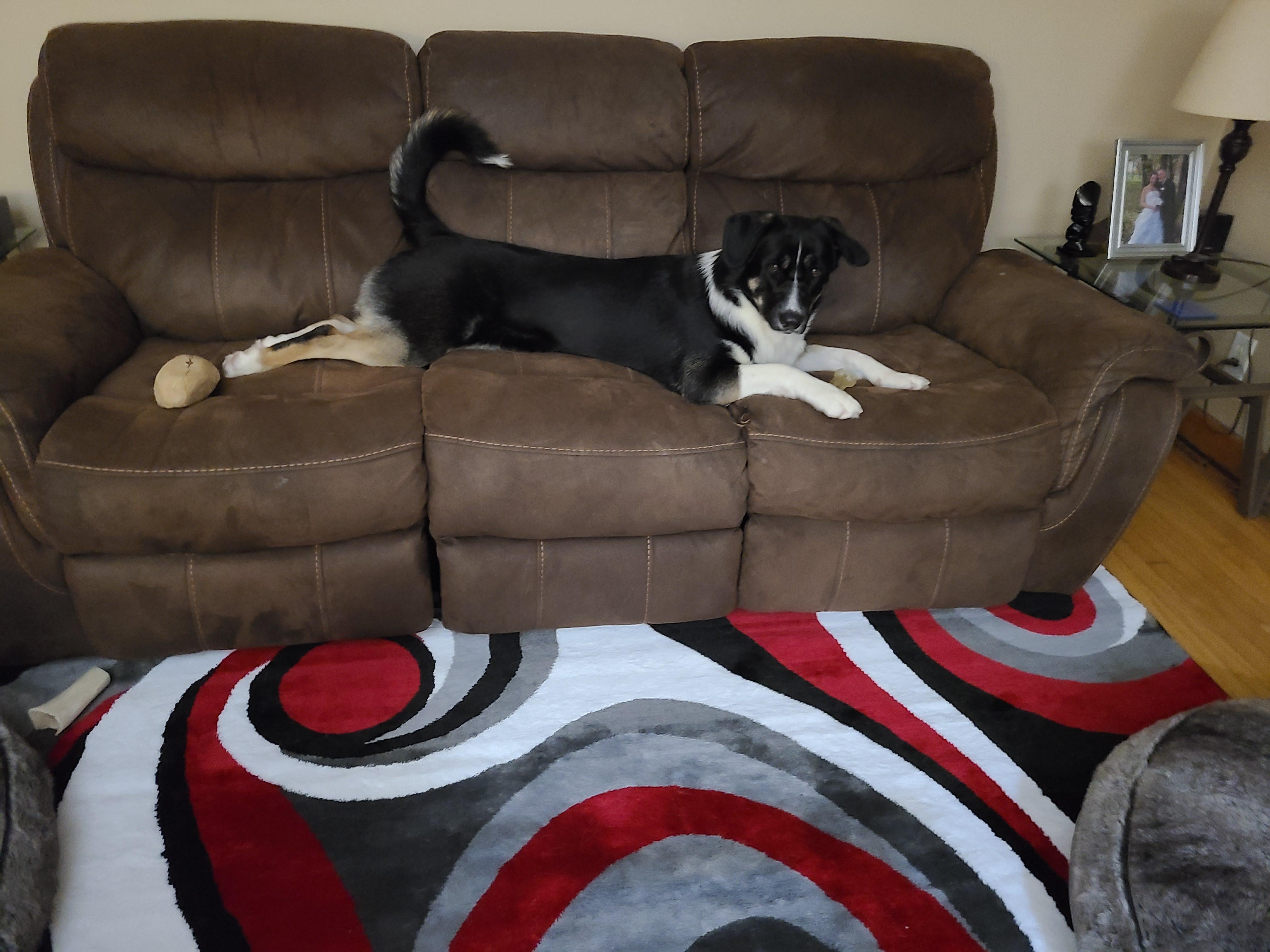 Anyone else's husky sploot??🤣 | Scrolller