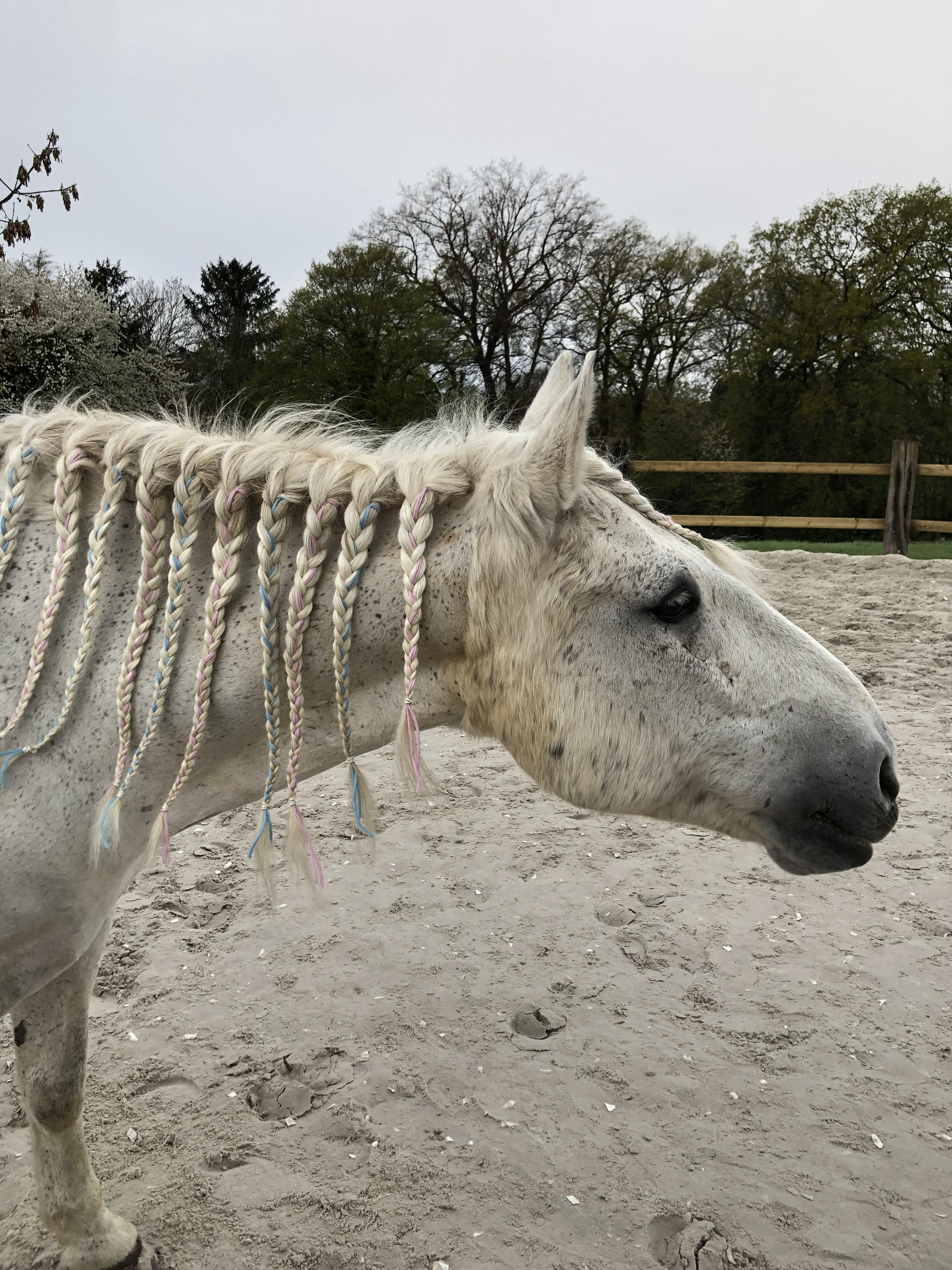 Trans horse | Scrolller