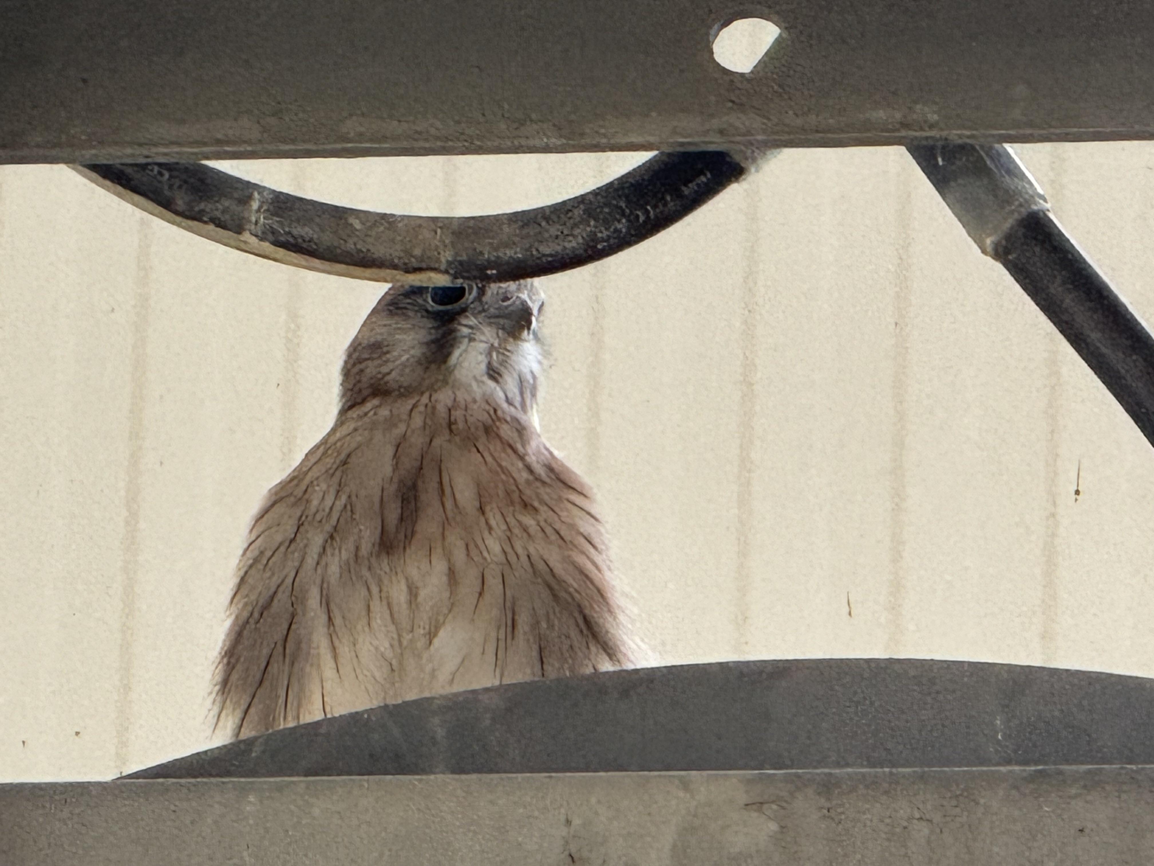 What is this bird? | Scrolller