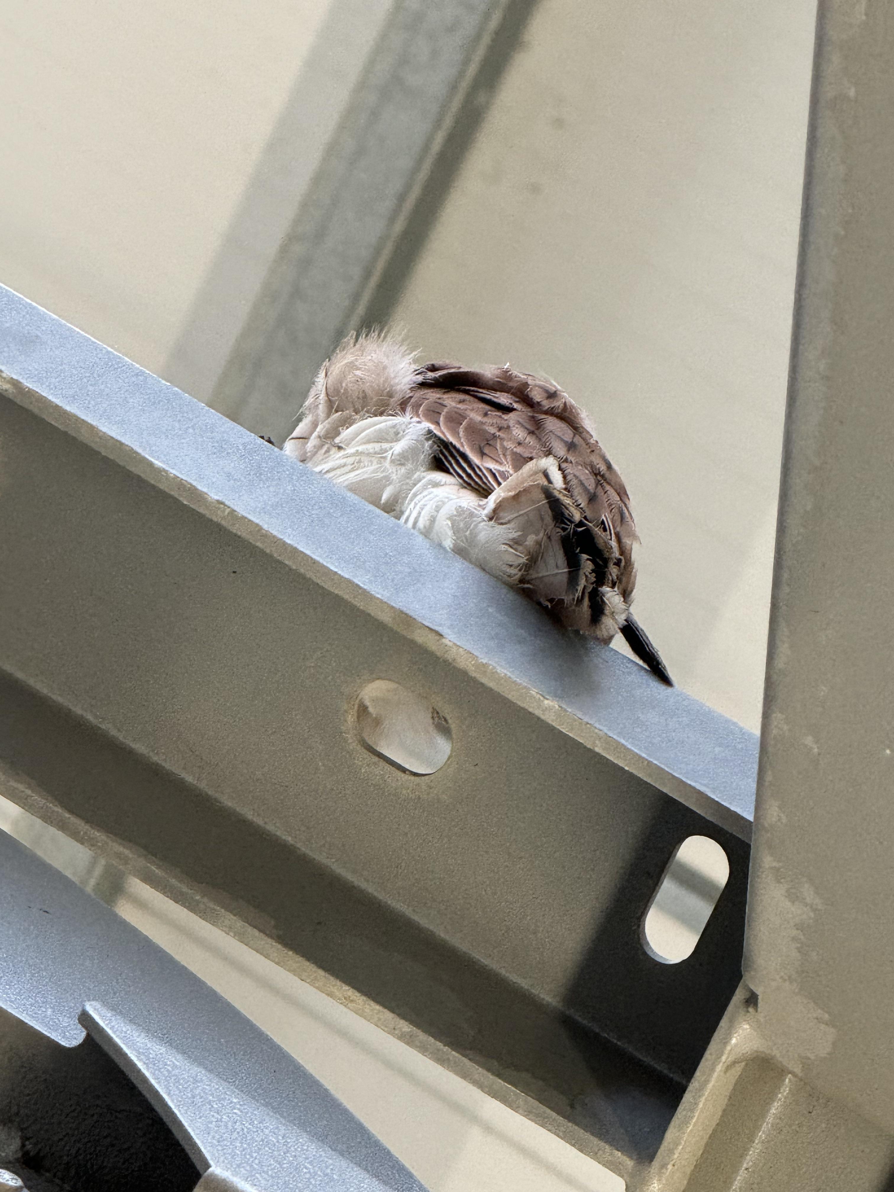 What is this bird? | Scrolller