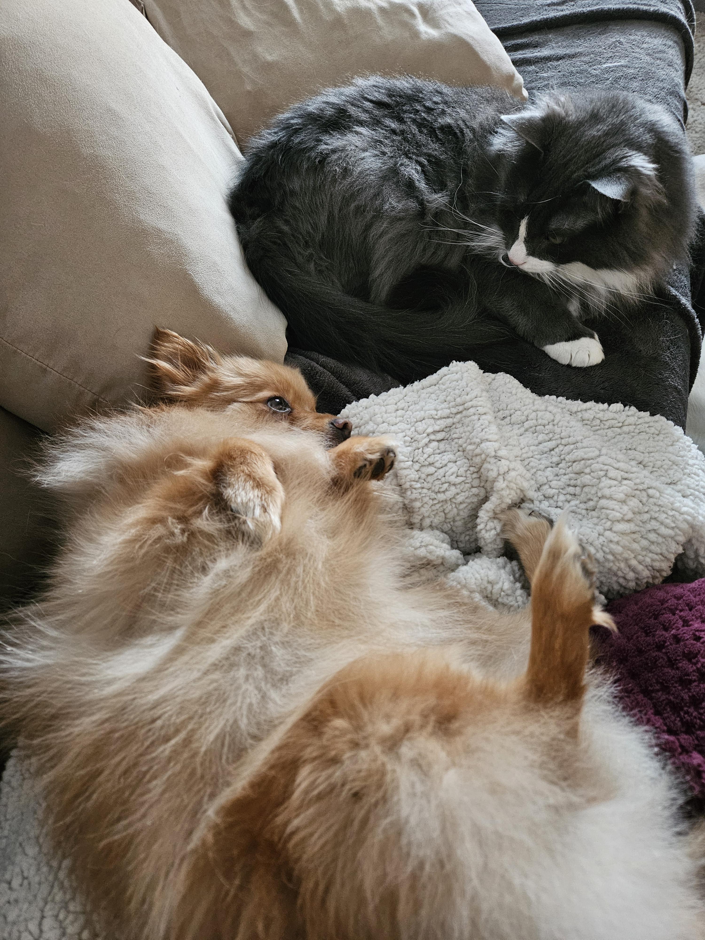 The only way I can comb out his butt fluffs | Scrolller