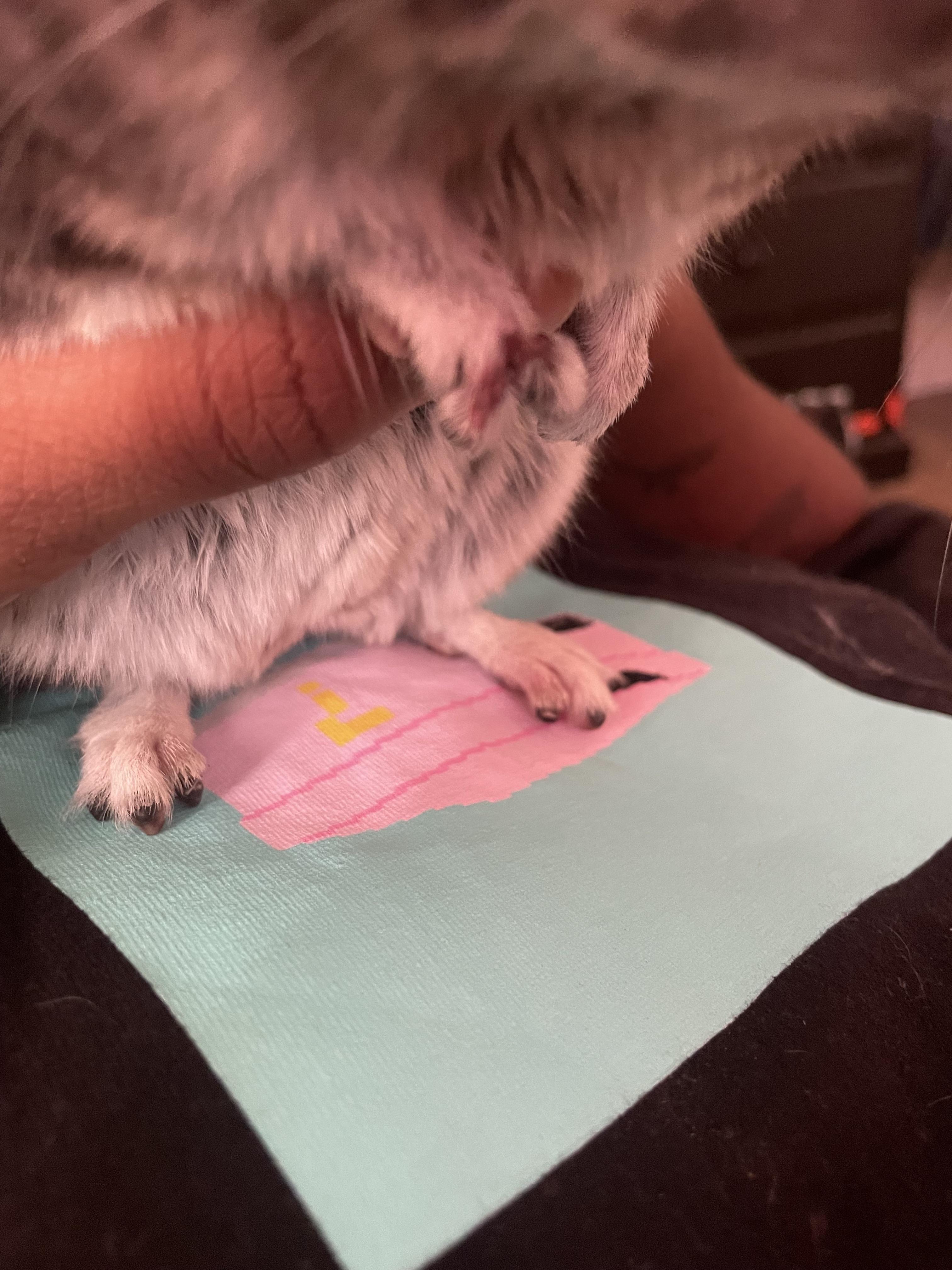 Help my chinchilla bit his finger off | Scrolller