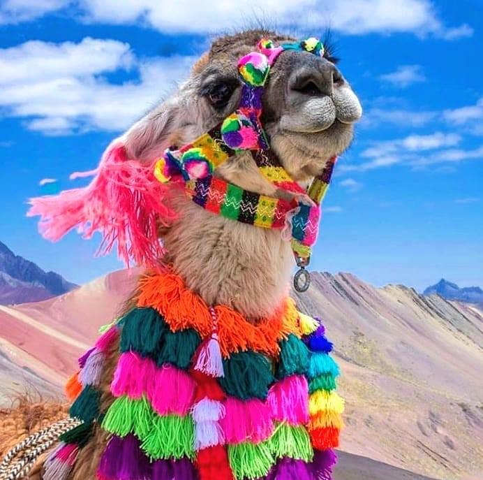 Llamas at Rainbow Mountain in Peru | Scrolller